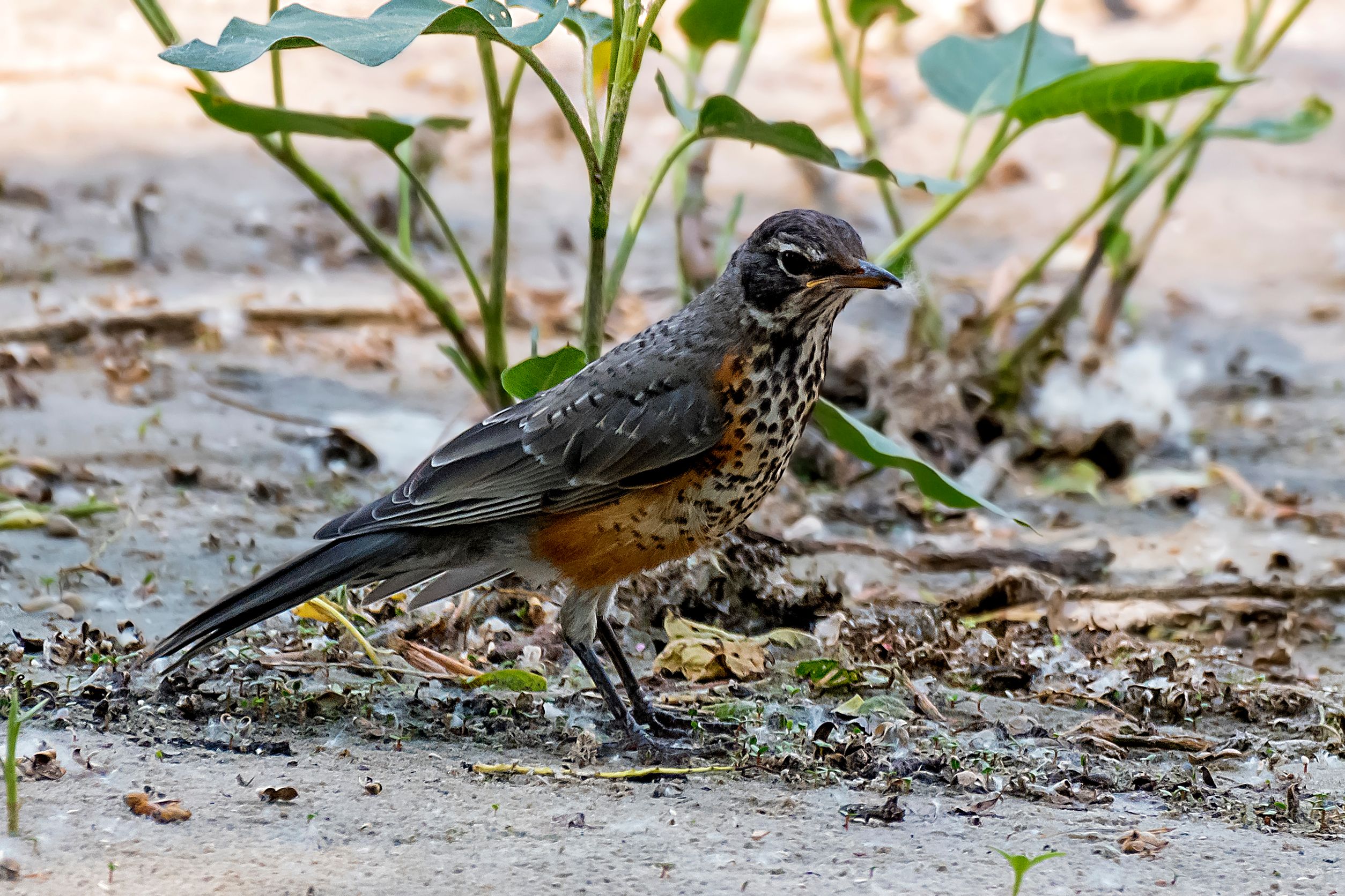 Bird with a Worm in its Beak · Free Stock Photo