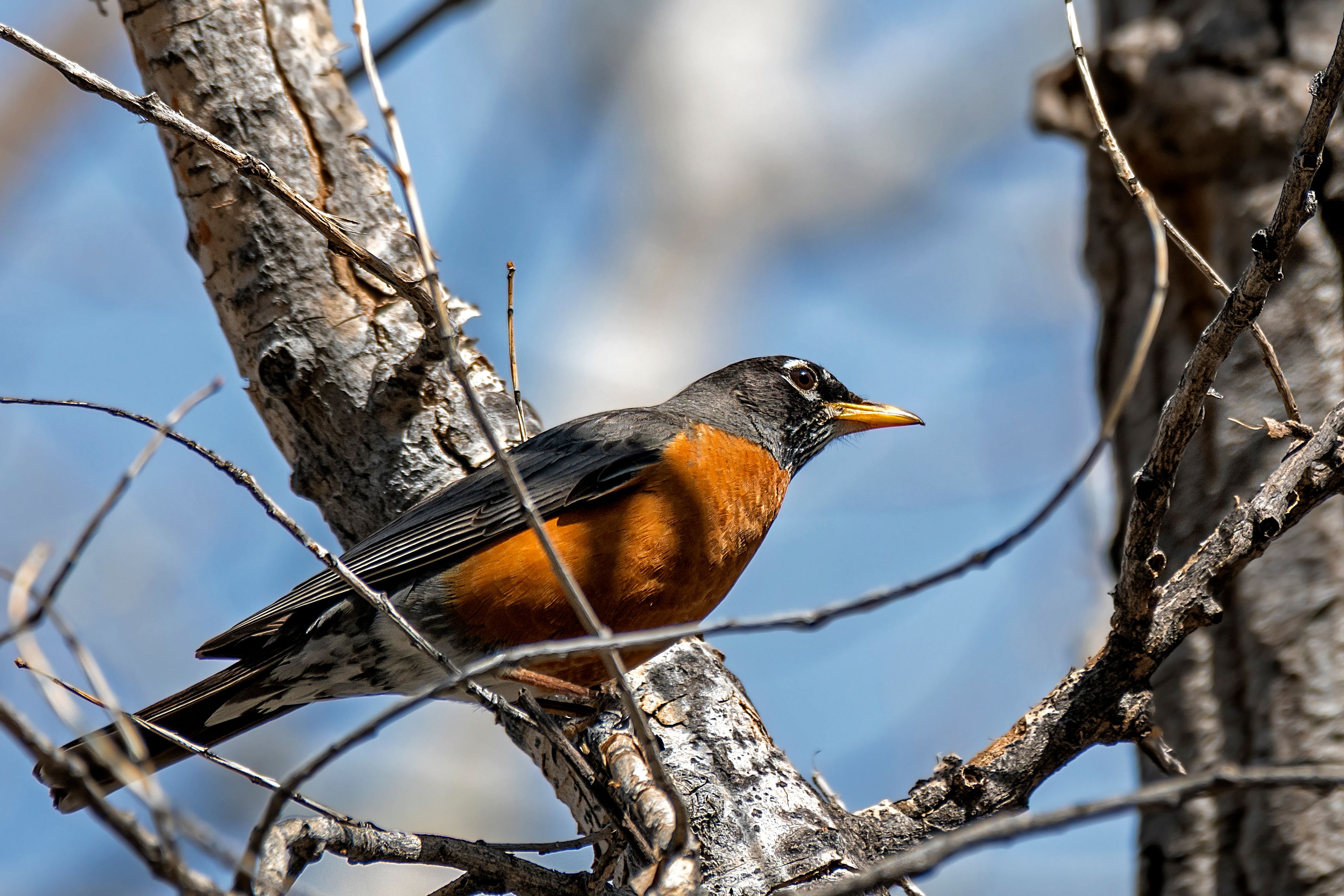 Robins Photos, Download The BEST Free Robins Stock Photos & HD Images