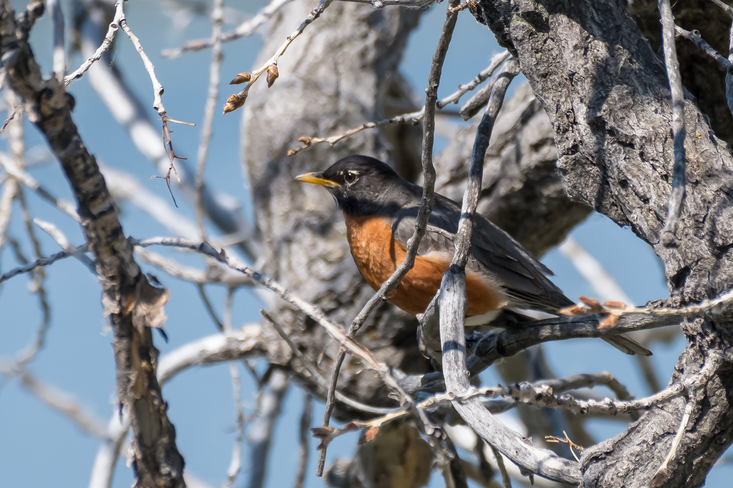 American Robin Bird · Free Stock Photo