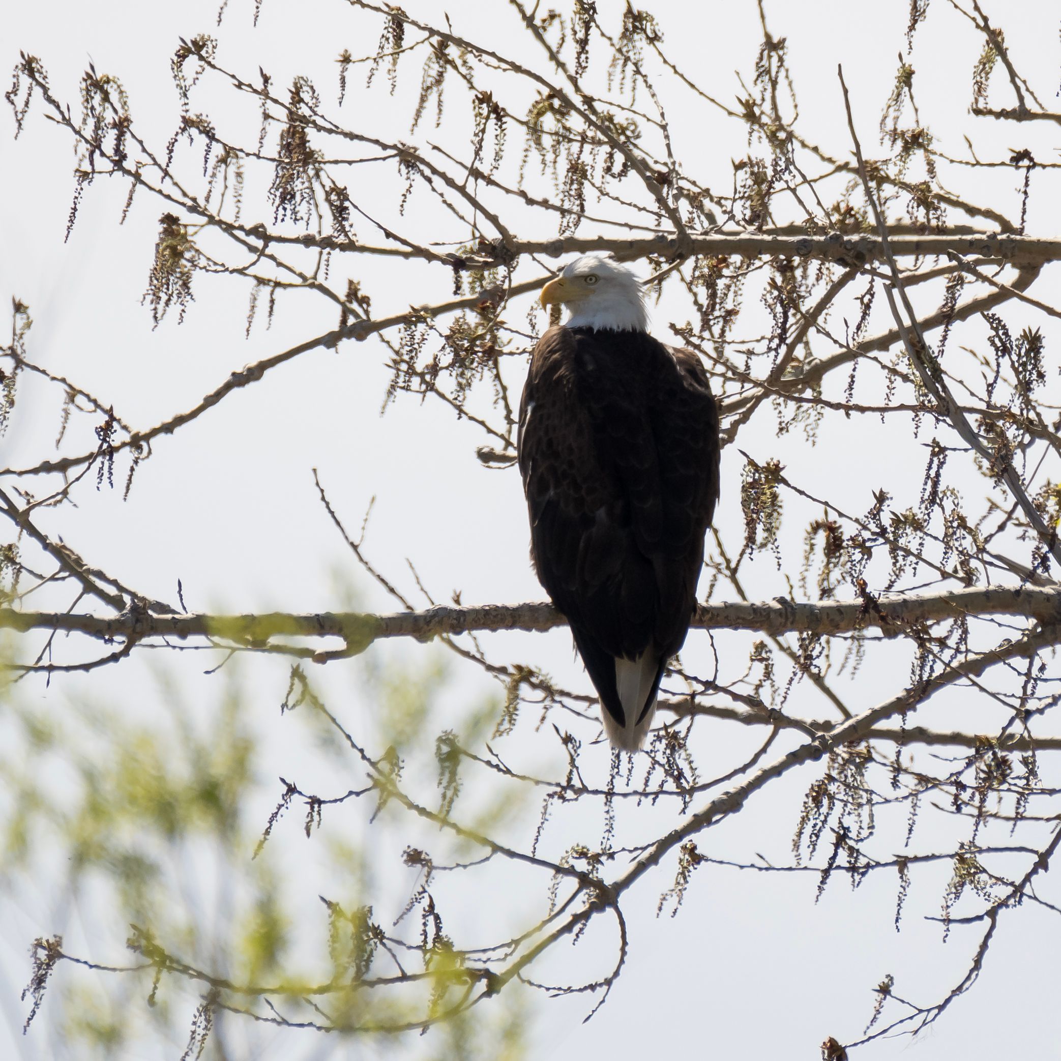 Foto de stock gratuita sobre águila calva, de cerca, depredador, fondo ...
