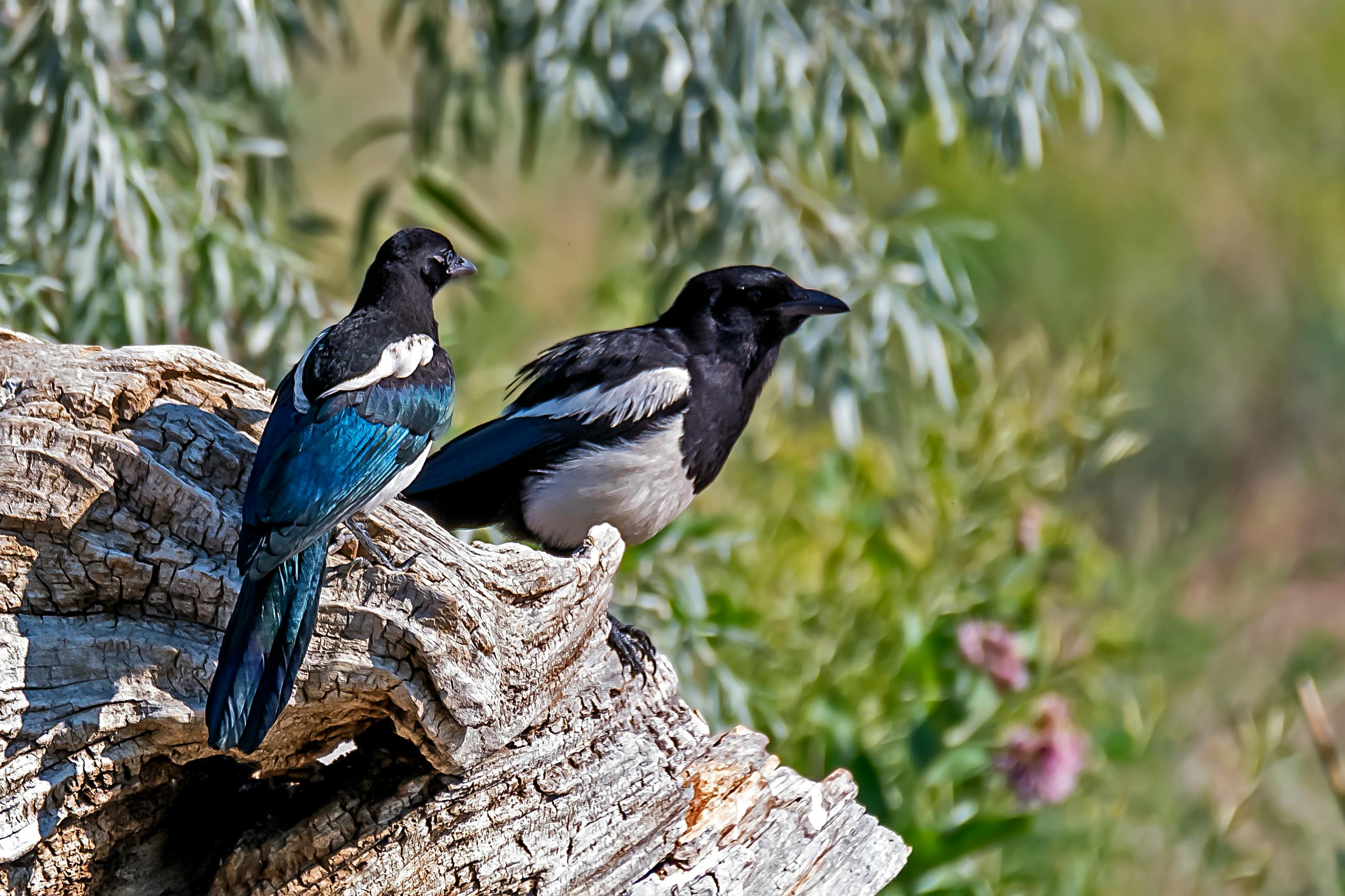 Close up of Magpies · Free Stock Photo