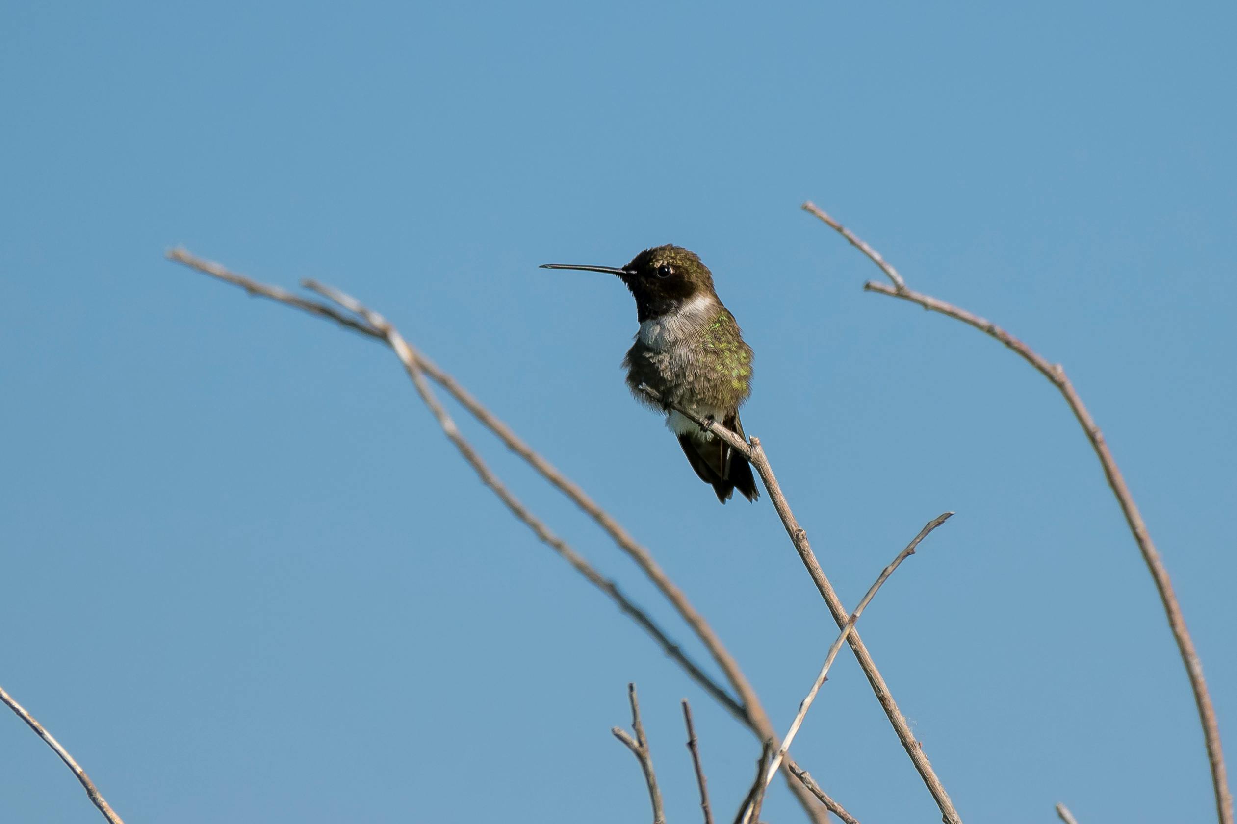 Hummingbird Perching on Branch · Free Stock Photo