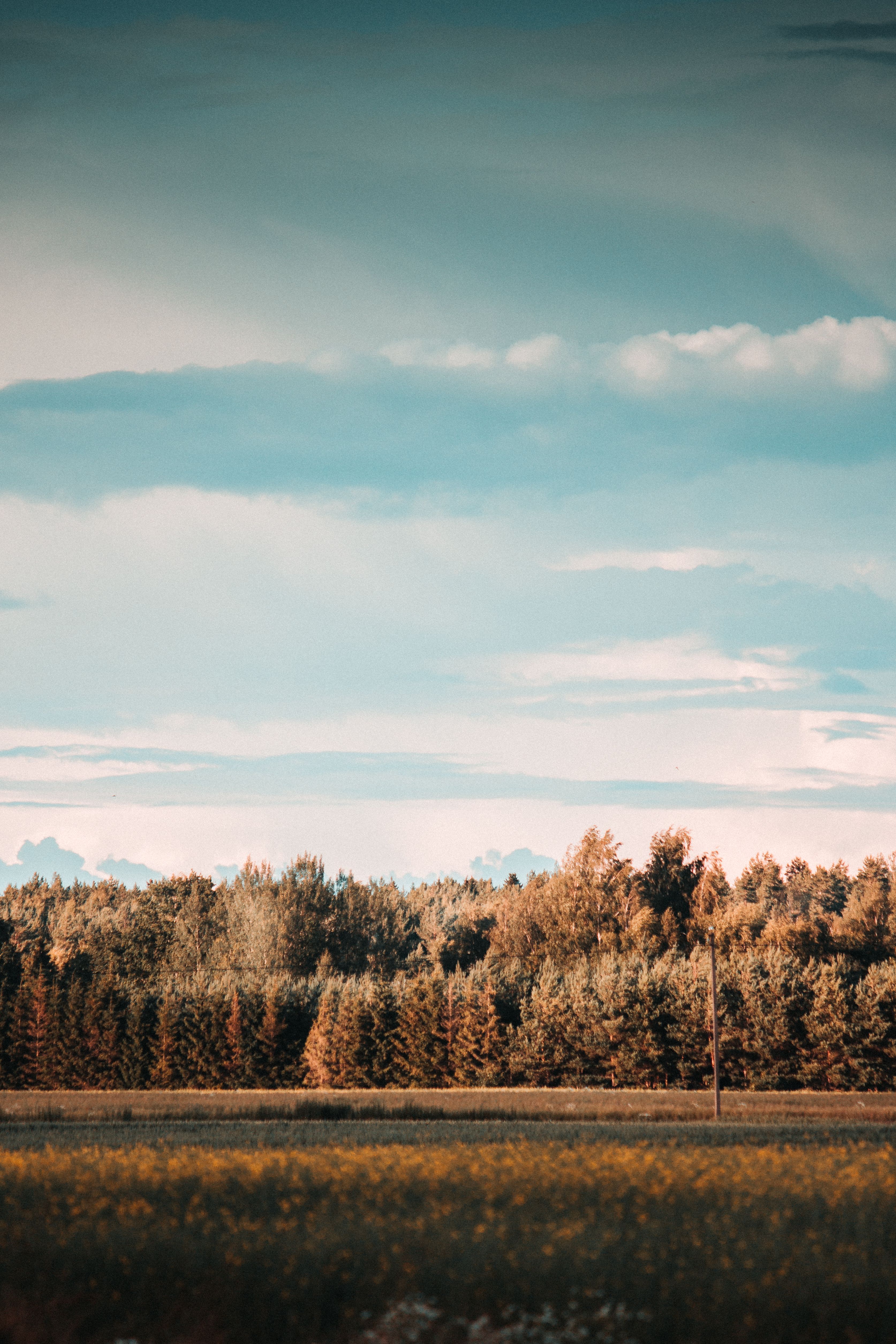 Forest on Plains · Free Stock Photo