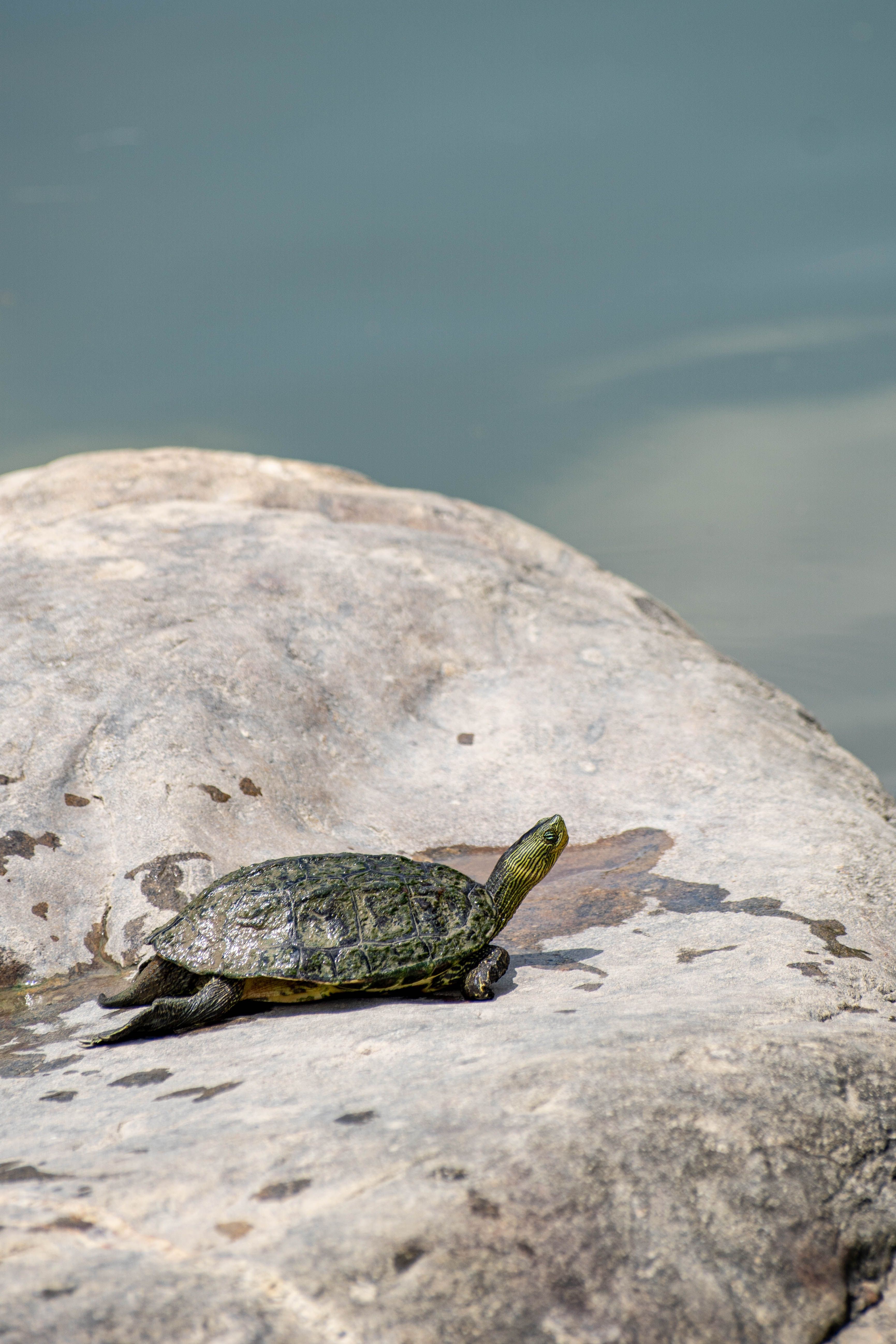 Close-up of a Turtle on a Rock · Free Stock Photo