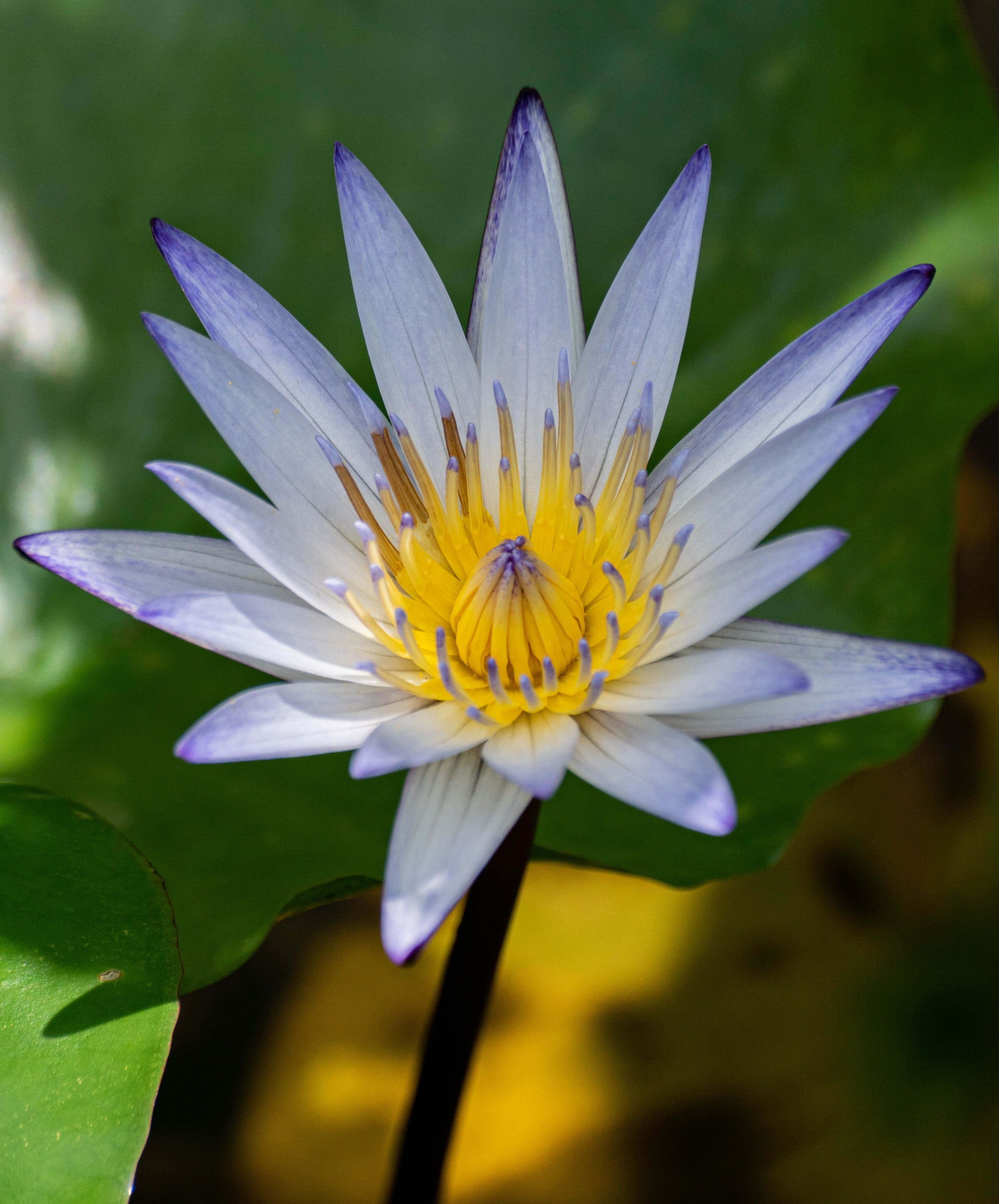 Avatar The Last Airbender White Lotus Photos, Download The BEST Free ...