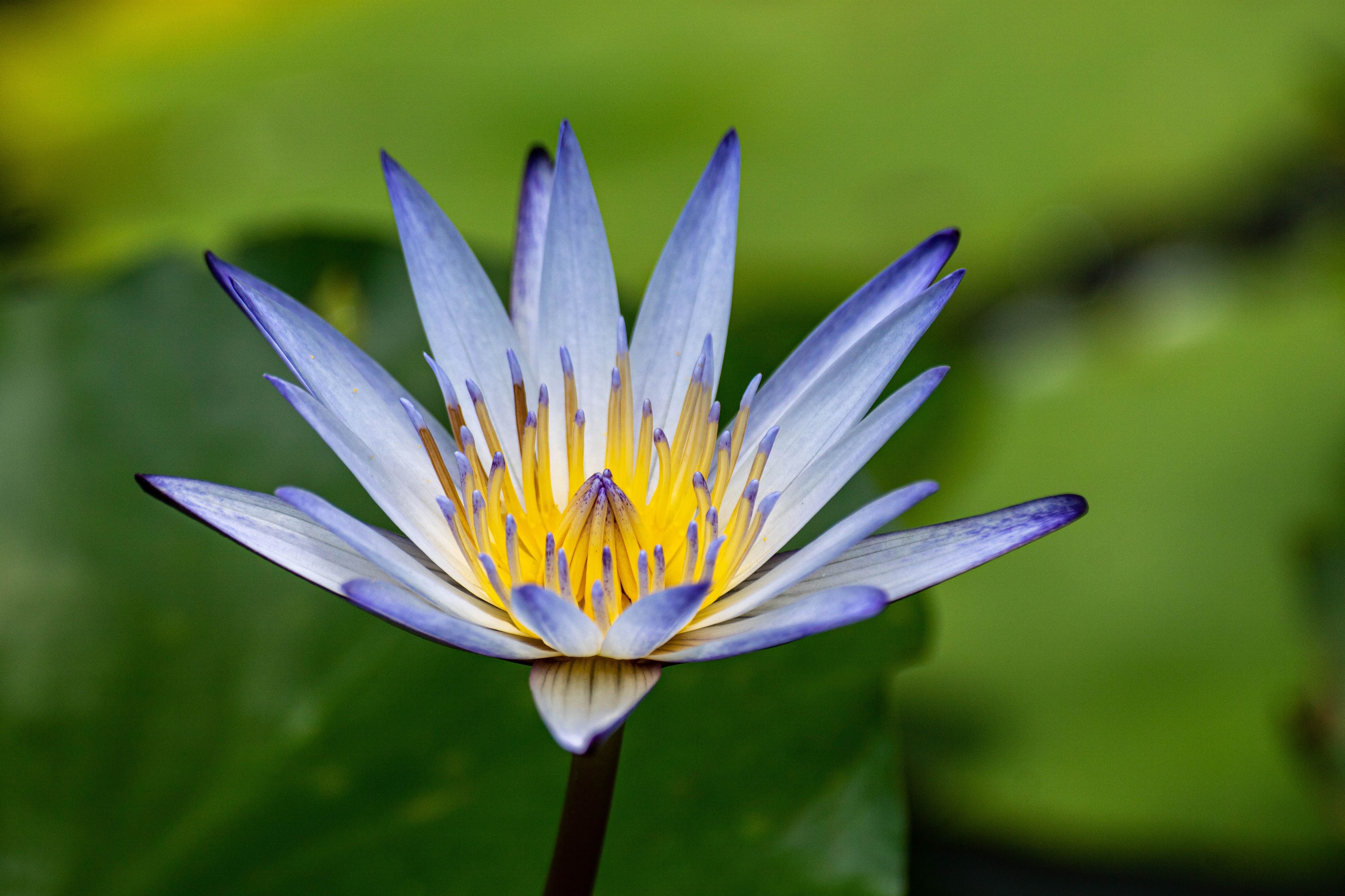 Egyptian Plant Photos, Download The BEST Free Egyptian Plant Stock ...
