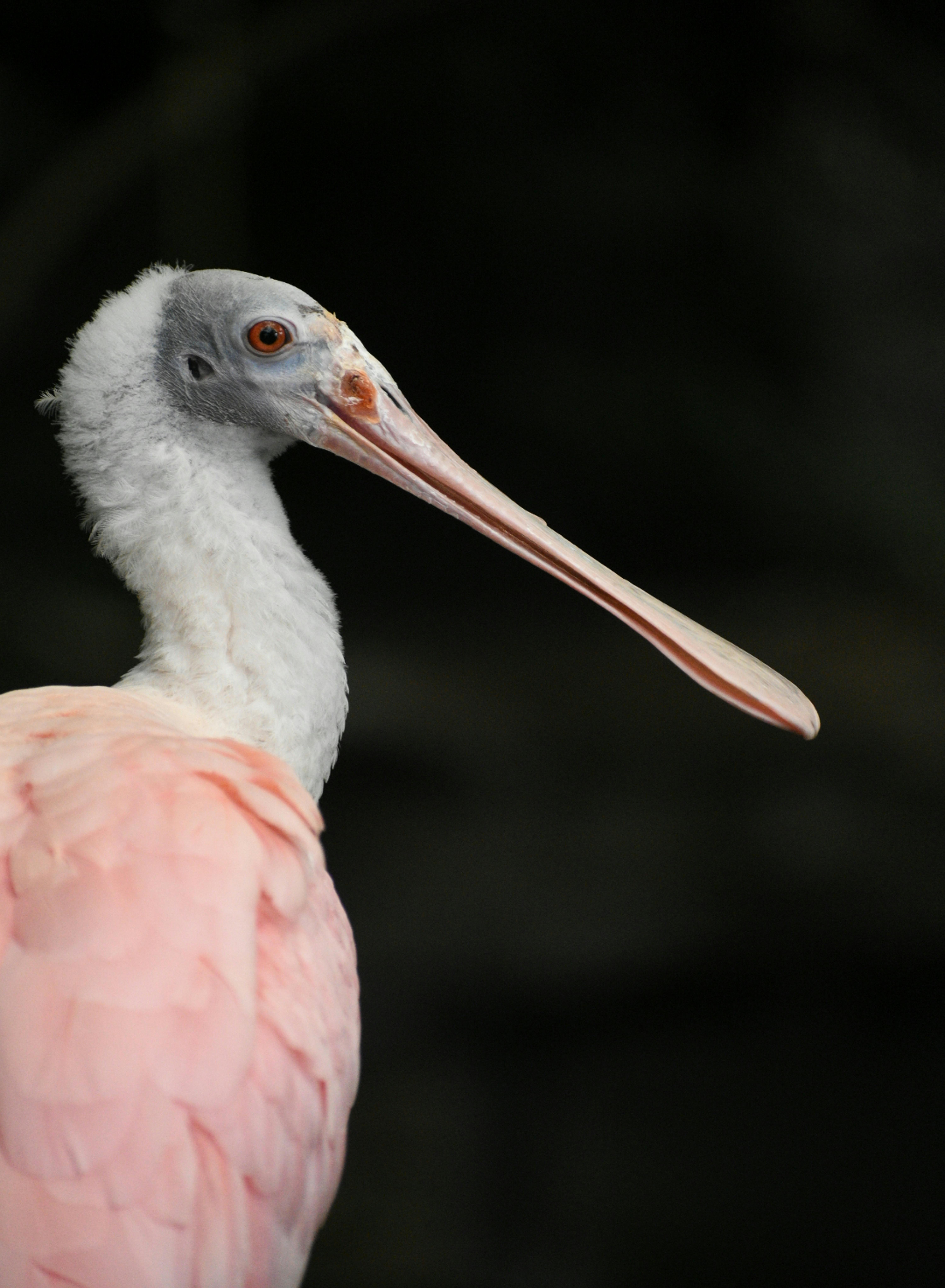 Low Angle Photography of Two Roseate Spoonbill Flying Under the Blue ...