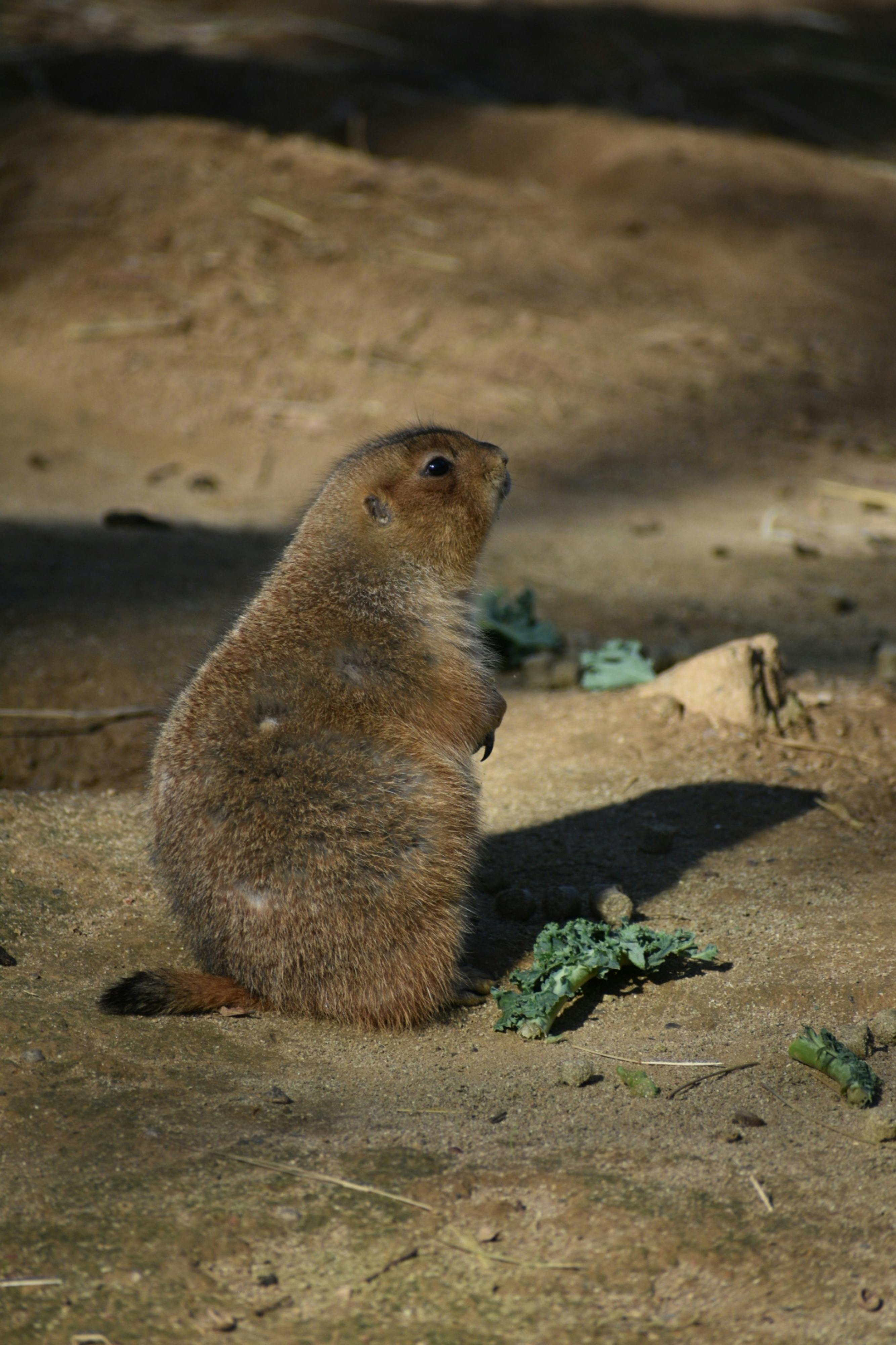 Groundhog in Nature · Free Stock Photo