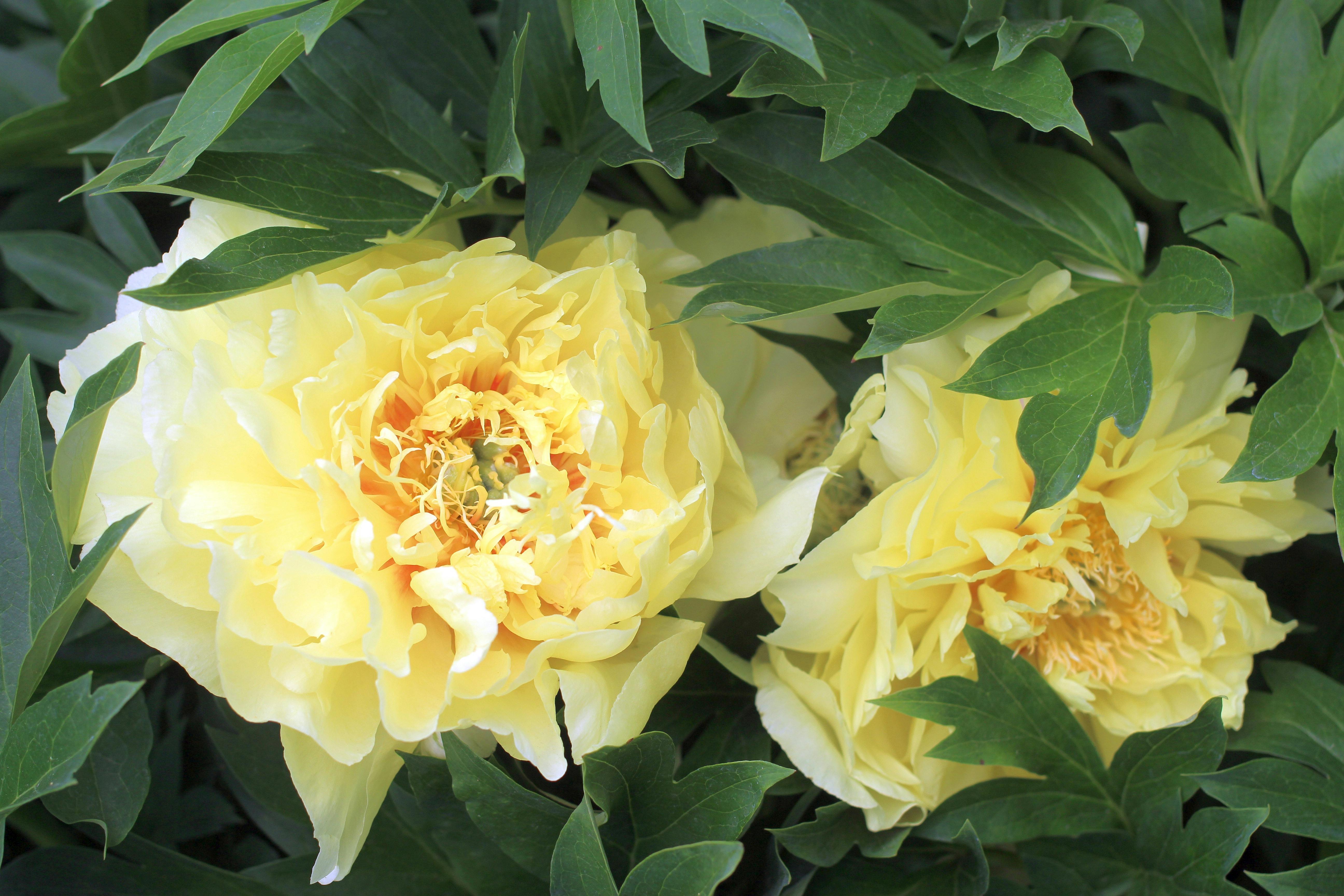 13 fotos y vídeos de ogrody guardados por Danuta Niemiec