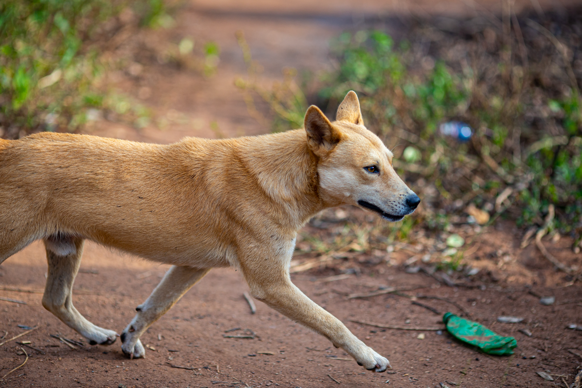 Discovering the Rare Australian Black Dingo Species Traits