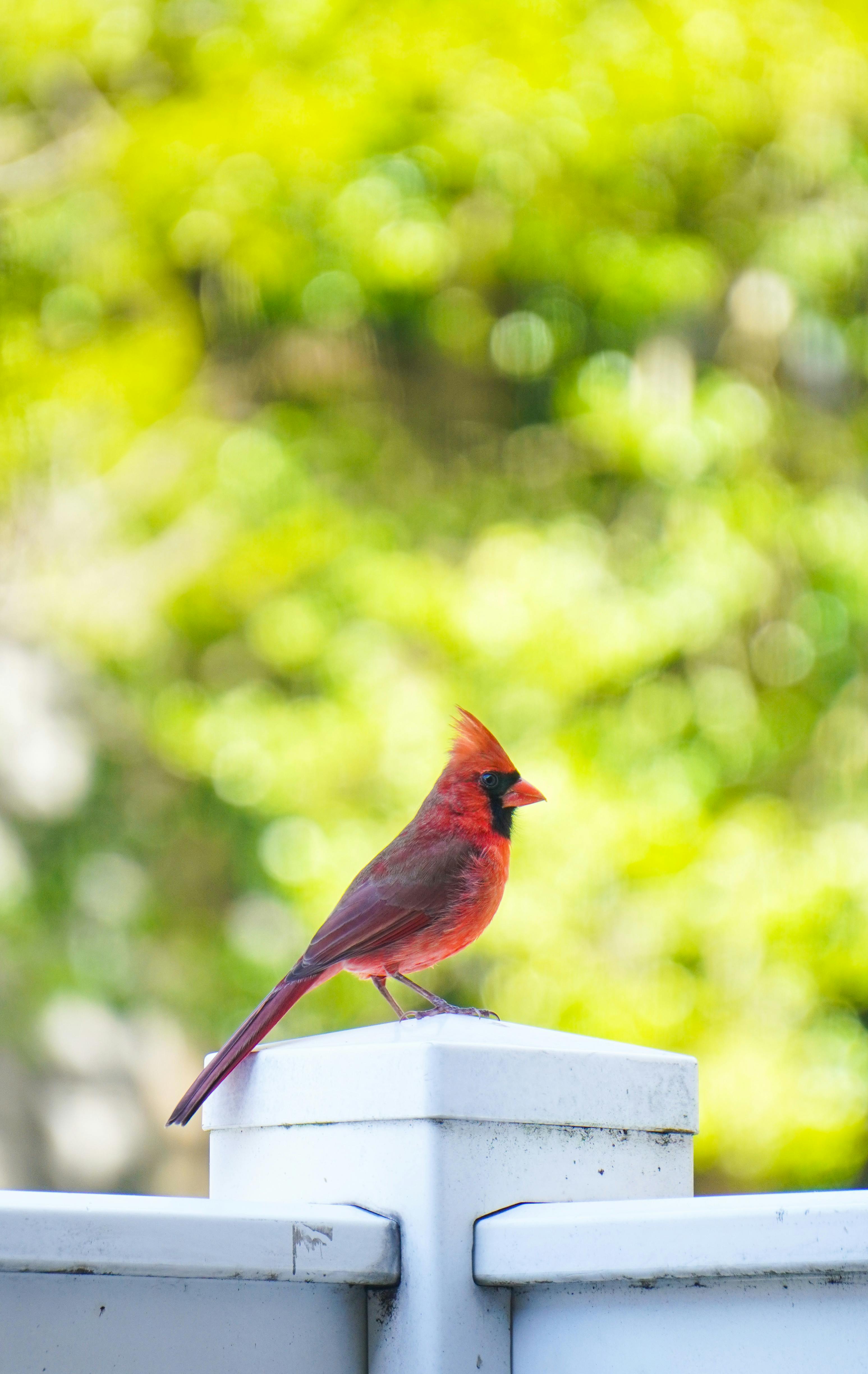 Cardinal Backgrounds Photos, Download The BEST Free Cardinal ...