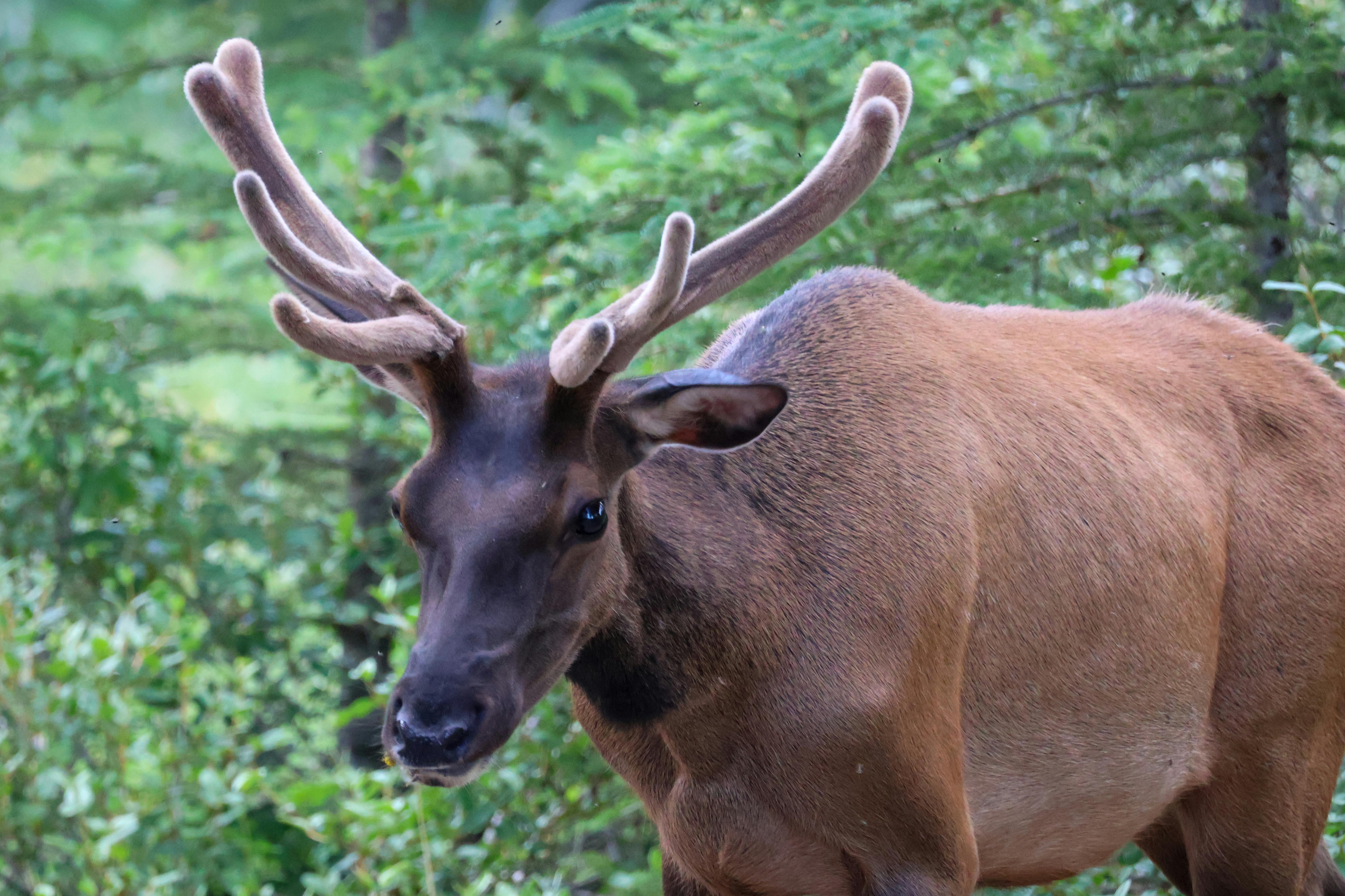 Brown Moose · Free Stock Photo