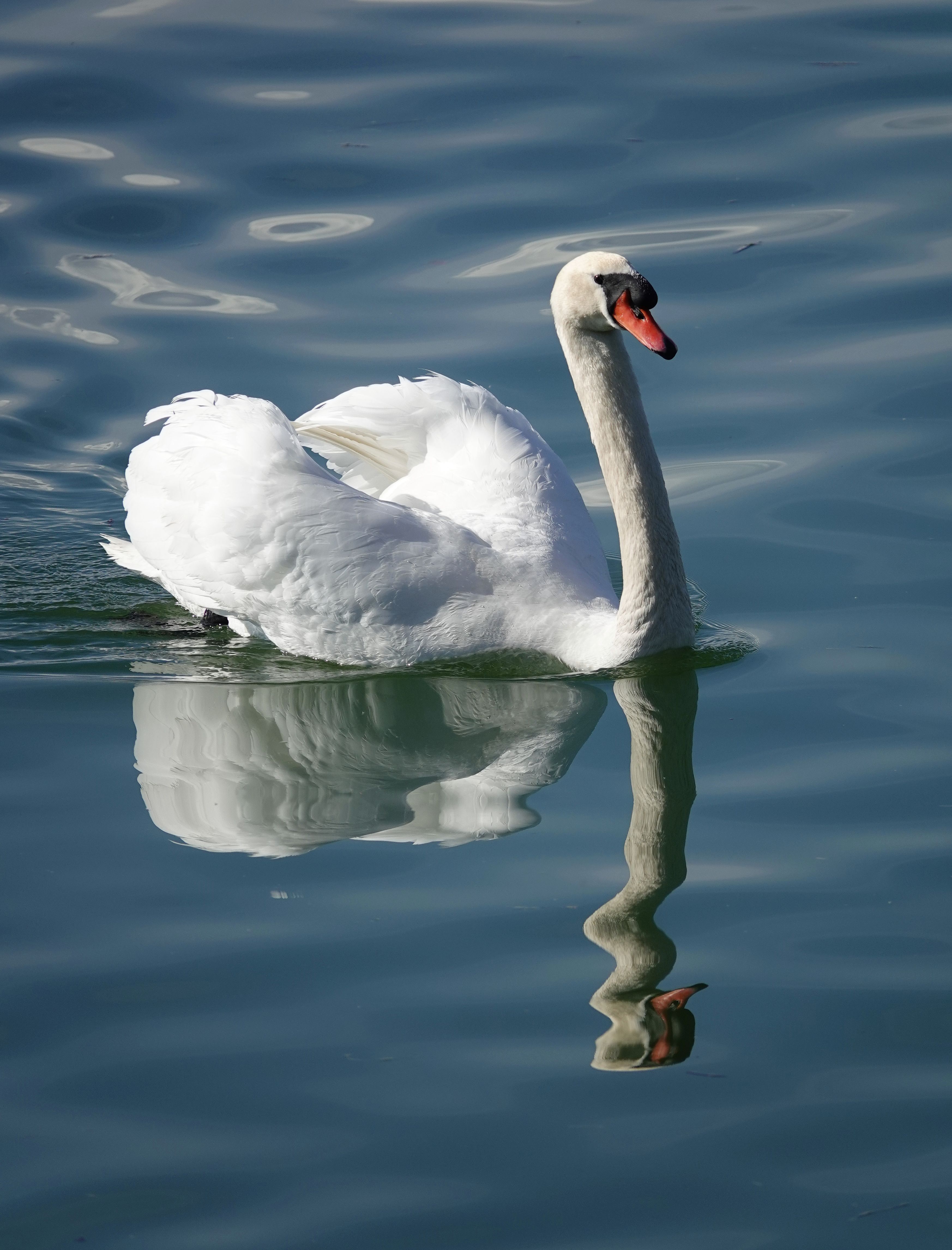 Bird by Water · Free Stock Photo