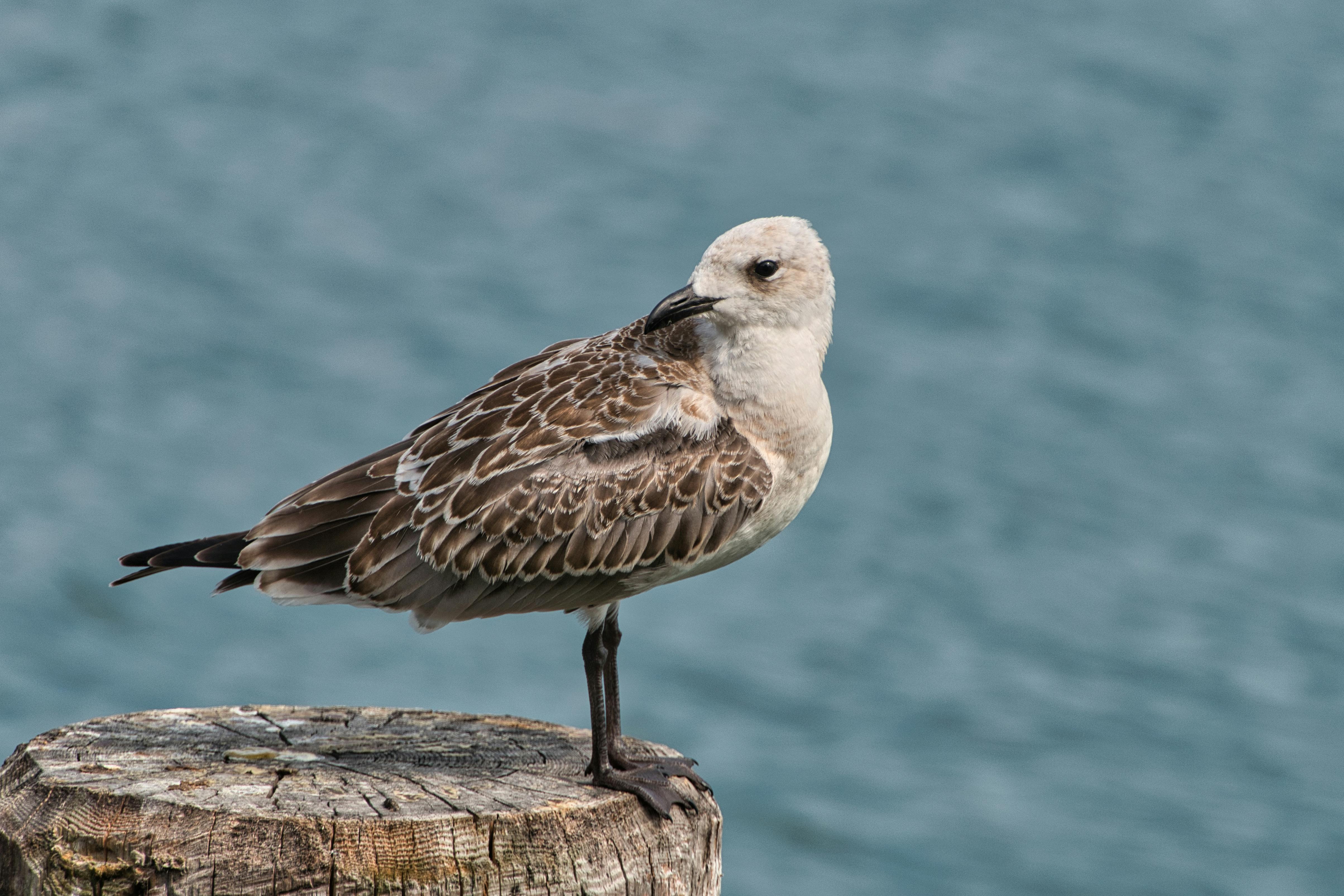 Seagull Wallpaper Photos, Download The BEST Free Seagull Wallpaper ...