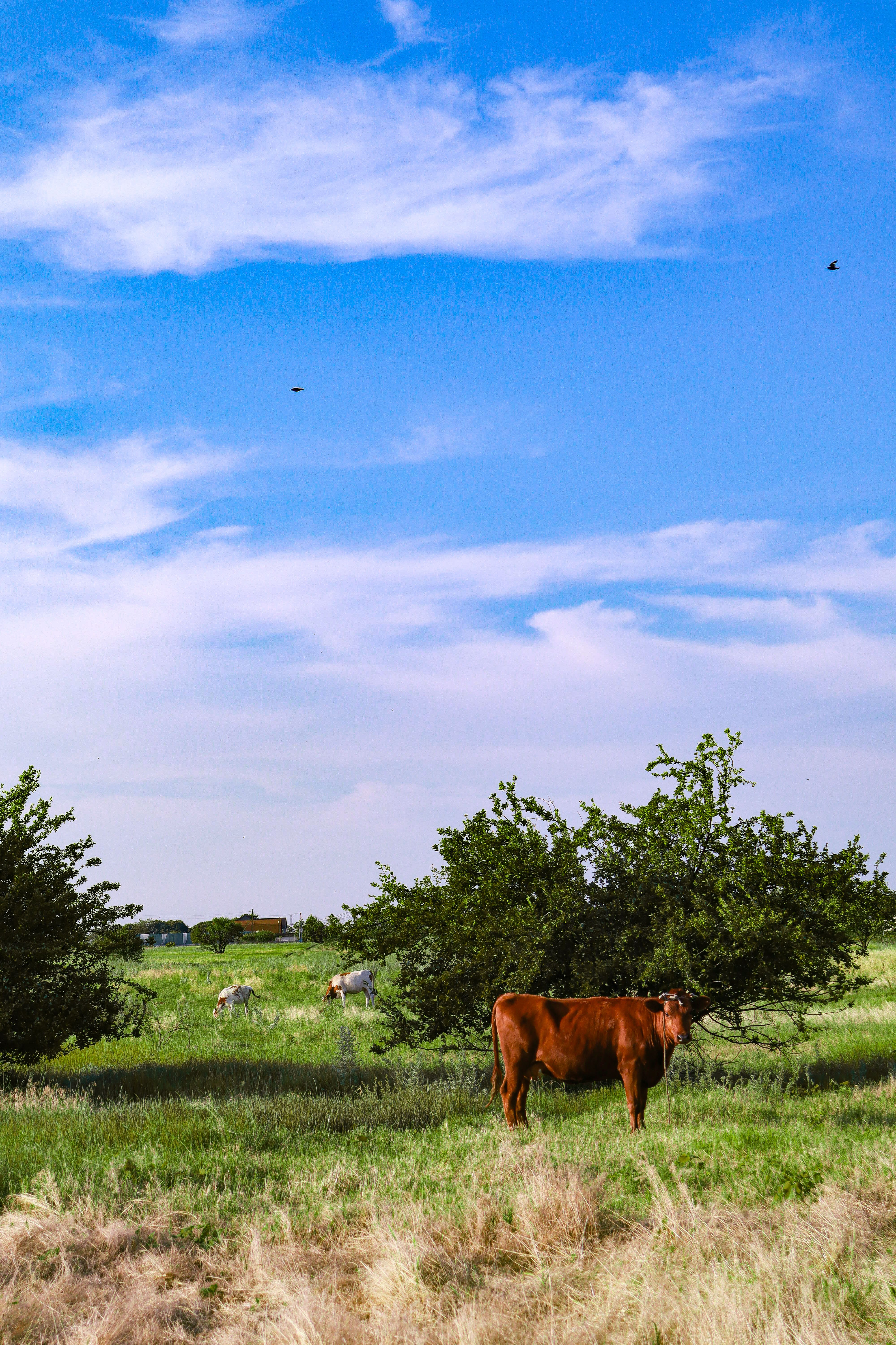Foto profissional gratuita de agricultura, animais, área, árvores, céu ...