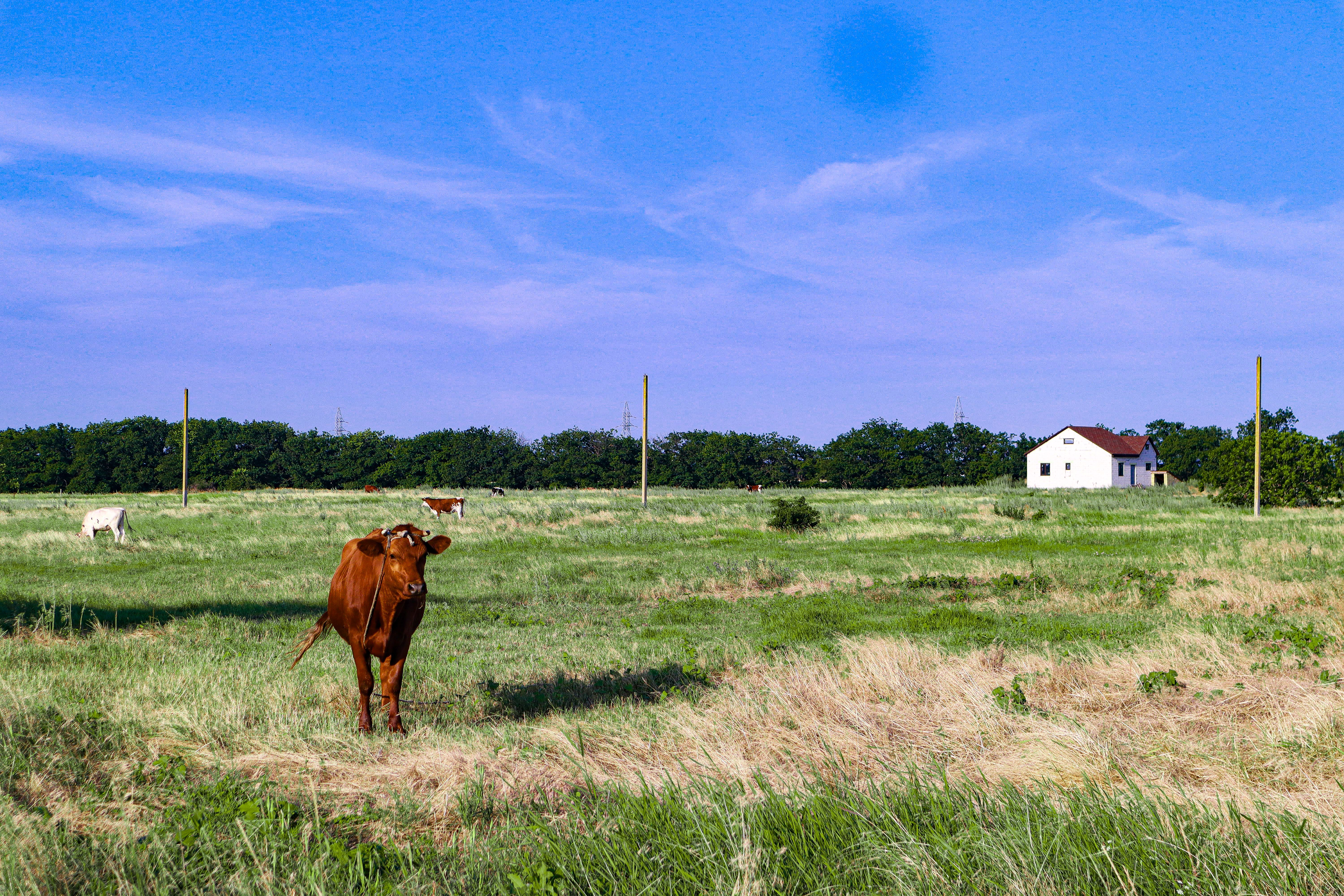 Foto de stock gratuita sobre agricultura, al aire libre, fotos de ...