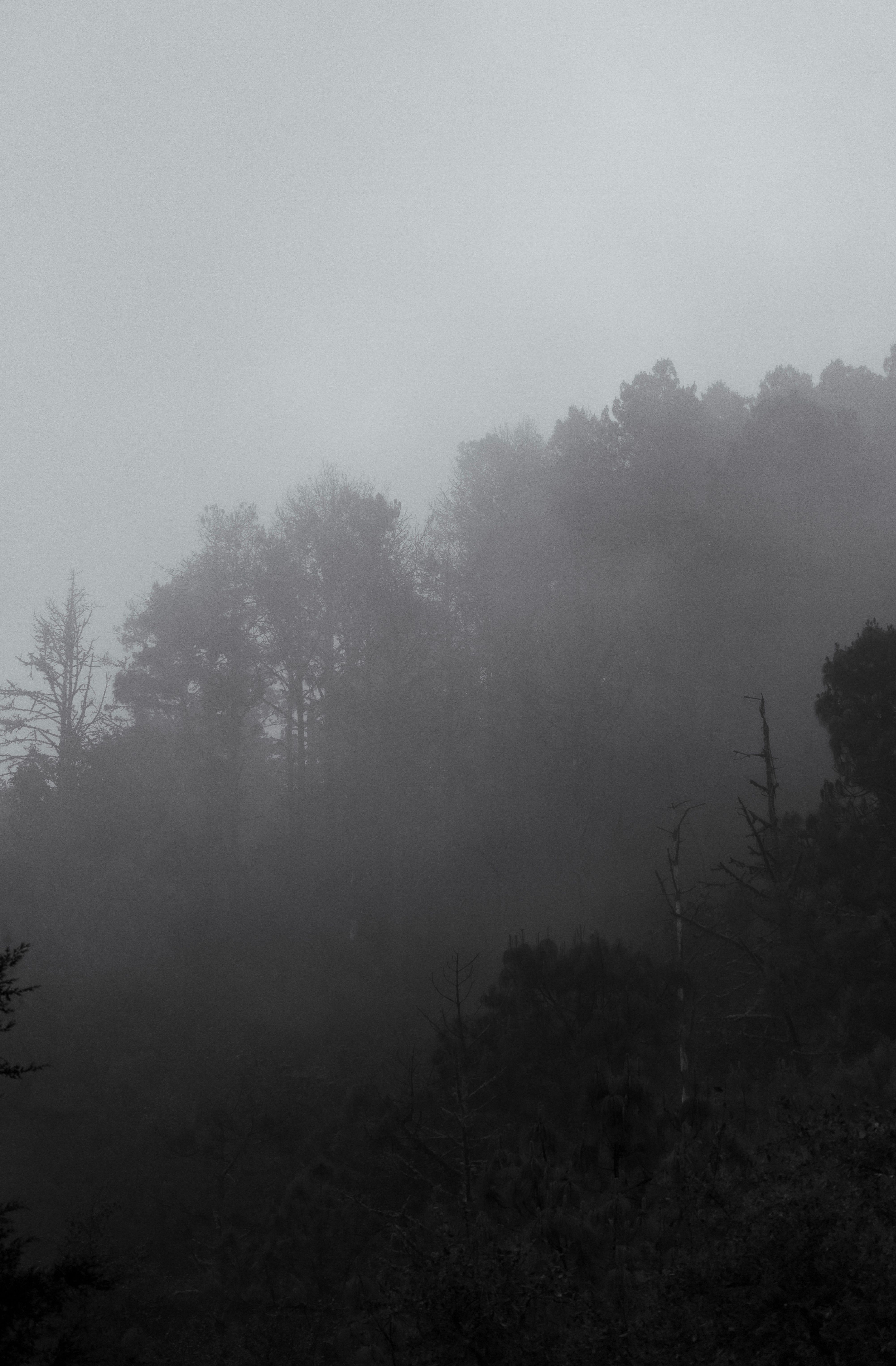 Fog over Forest · Free Stock Photo