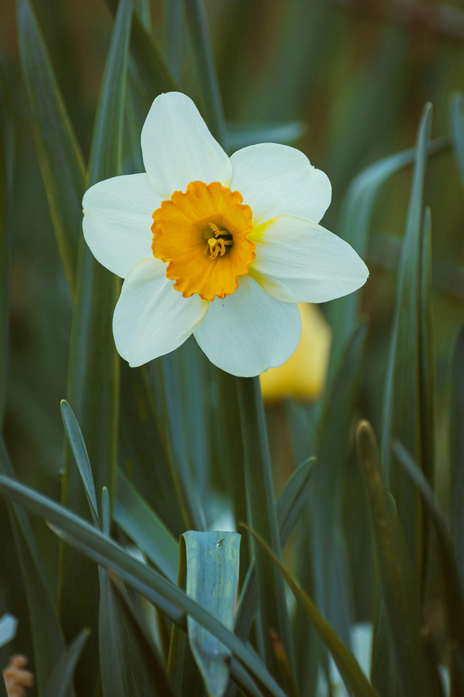 Daffodil Photos, Download The BEST Free Daffodil Stock Photos & HD Images