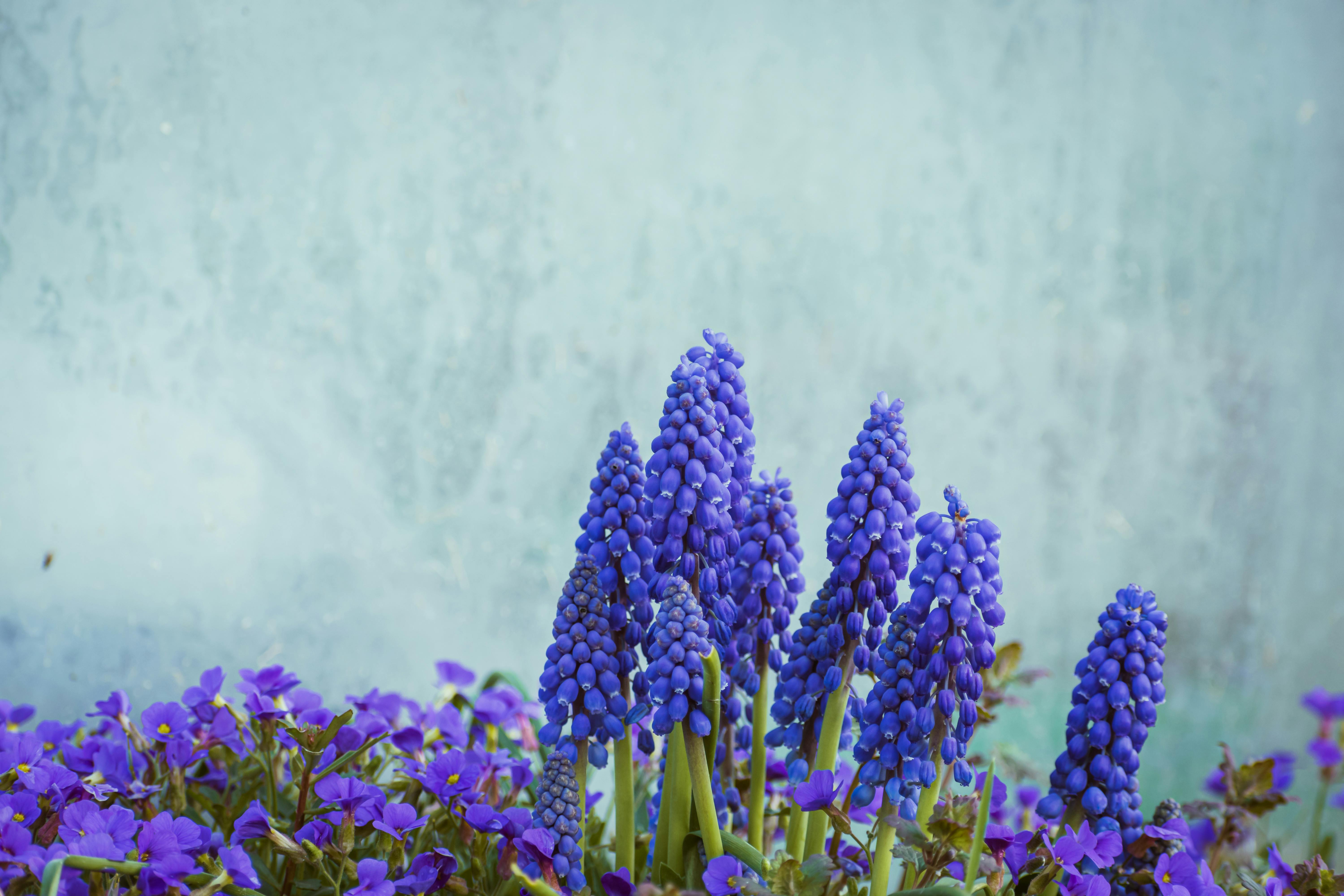 Hyacinth Flower Meaning: History and Cultural Significance