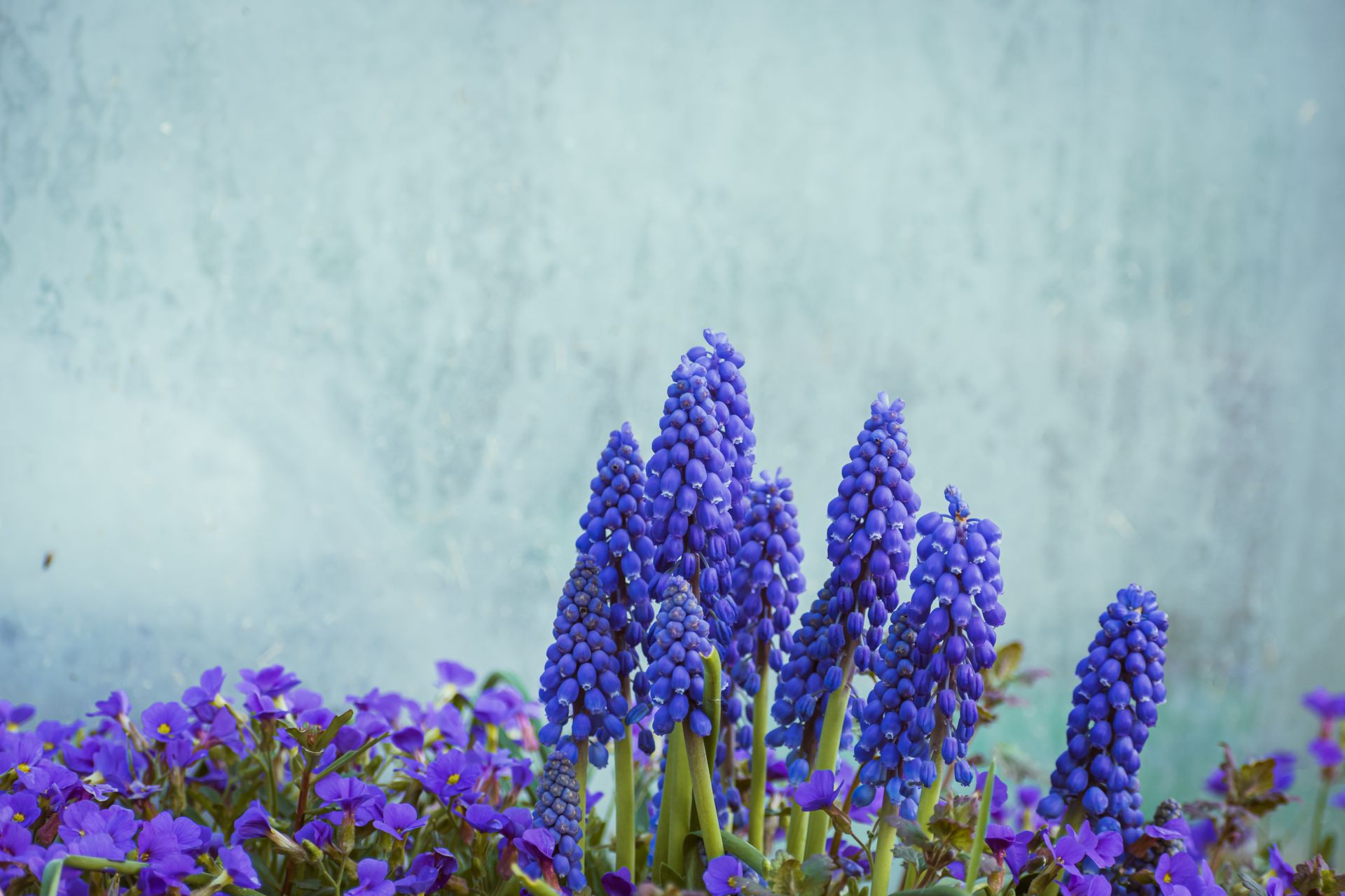 Hyacinth Flower Language: Simple Guide to Meanings & Symbols