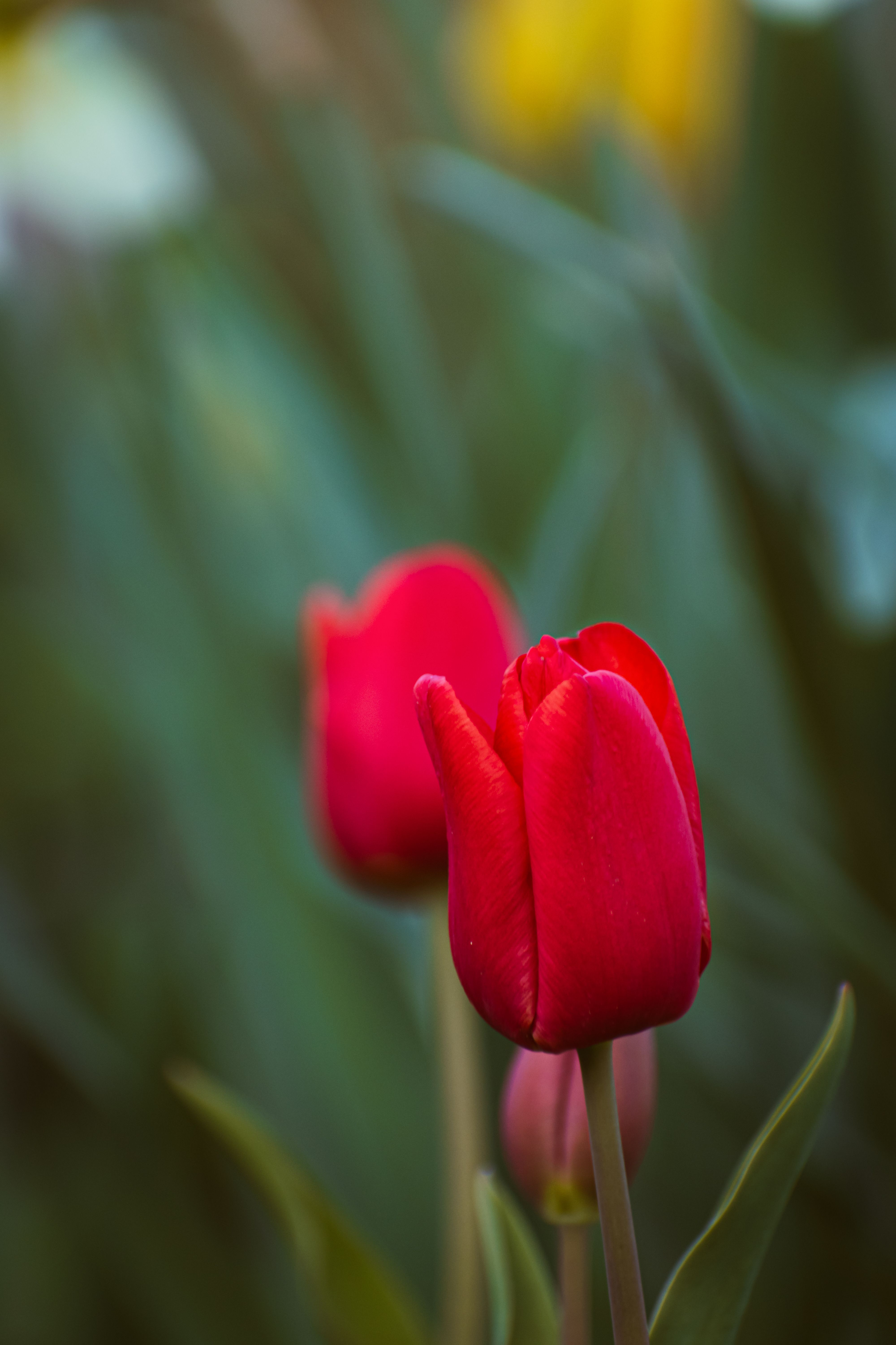 Tulip Background Photos, Download The BEST Free Tulip Background Stock Photos & HD Images