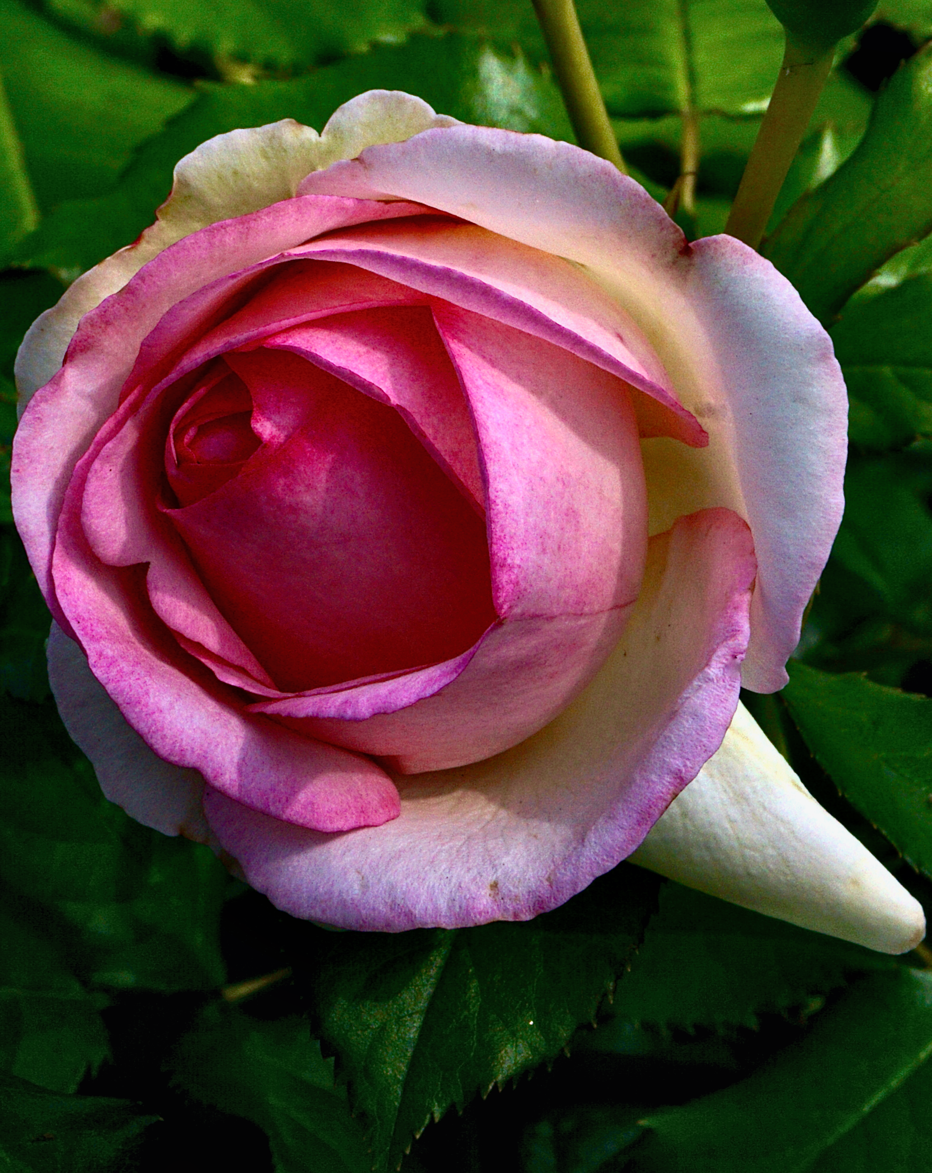 Close-up of Blooming Rose in Garden · Free Stock Photo