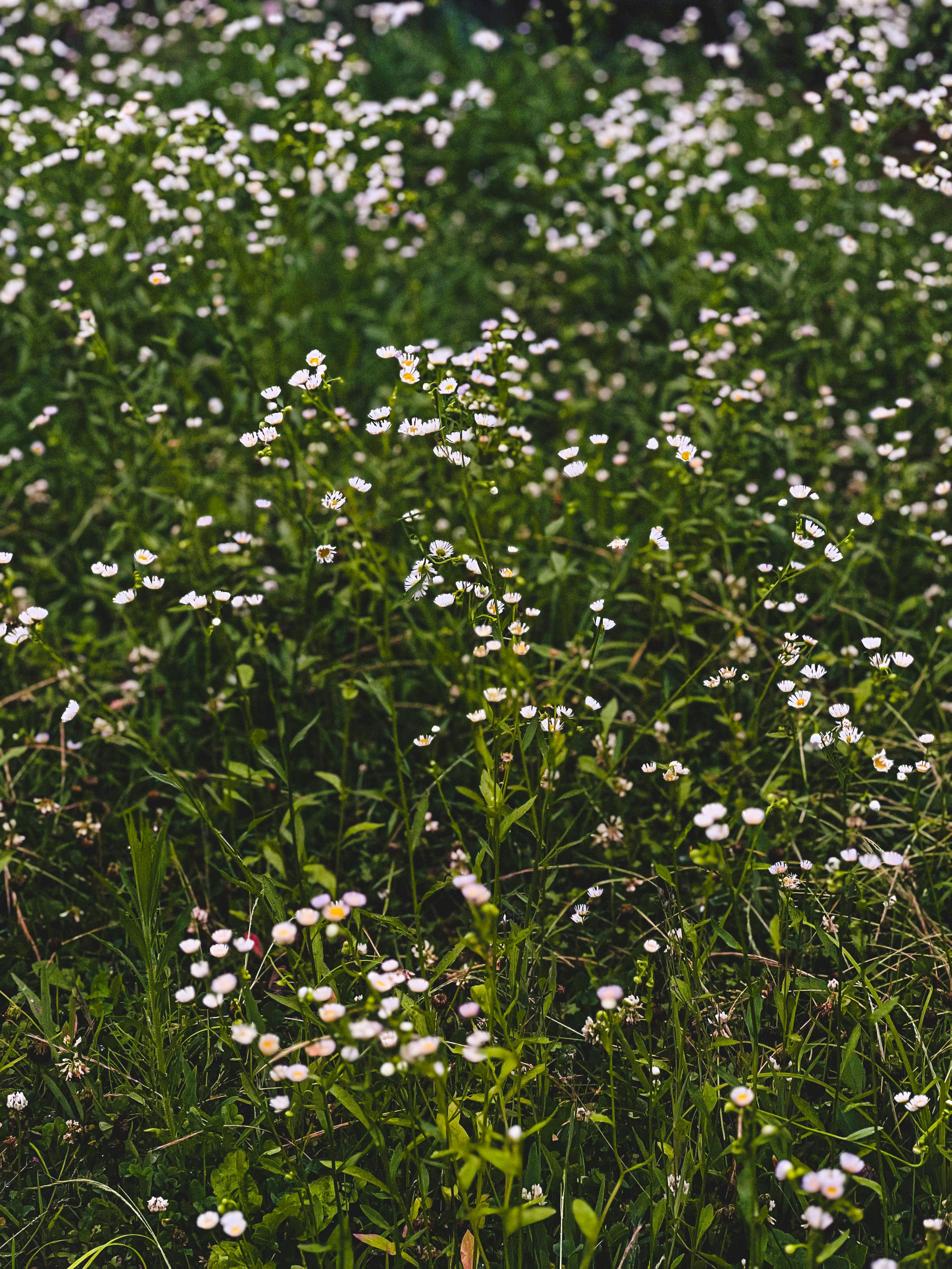 Flower field · Free Stock Photo