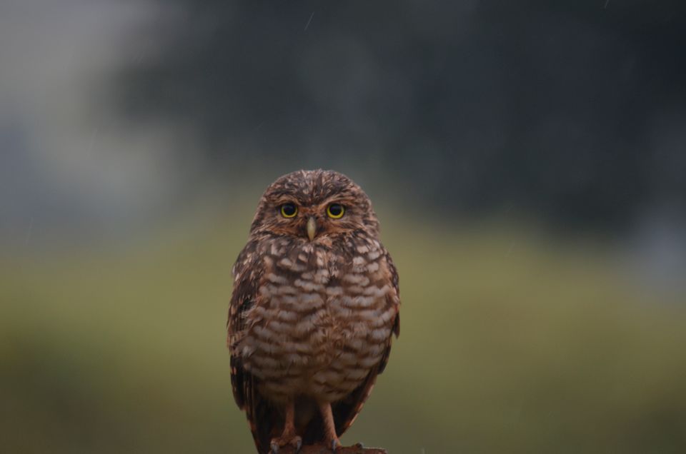 Owl for Zoom Meetings: Features, Comparison, Reviews