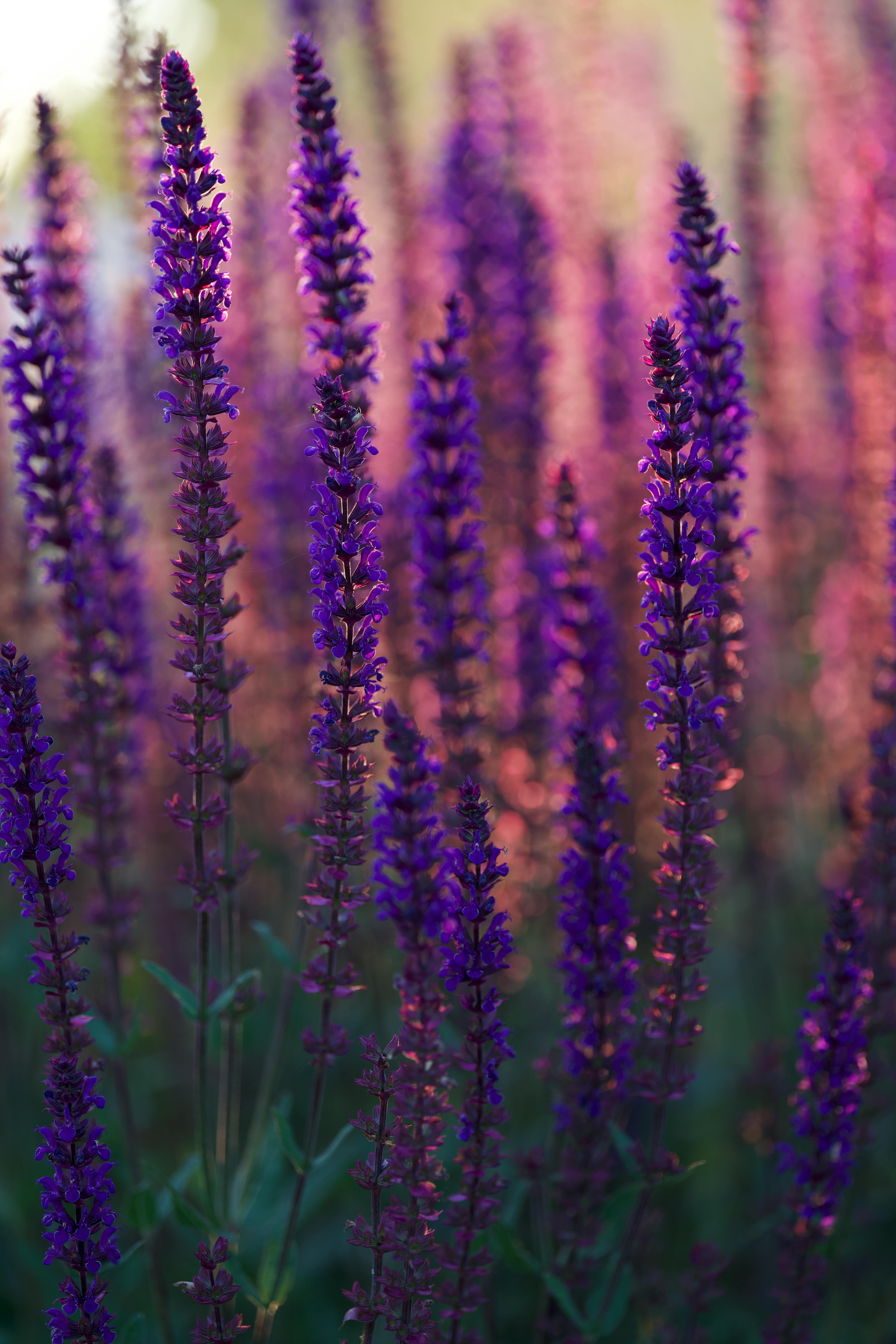 Beautiful Purple Flowers · Free Stock Photo