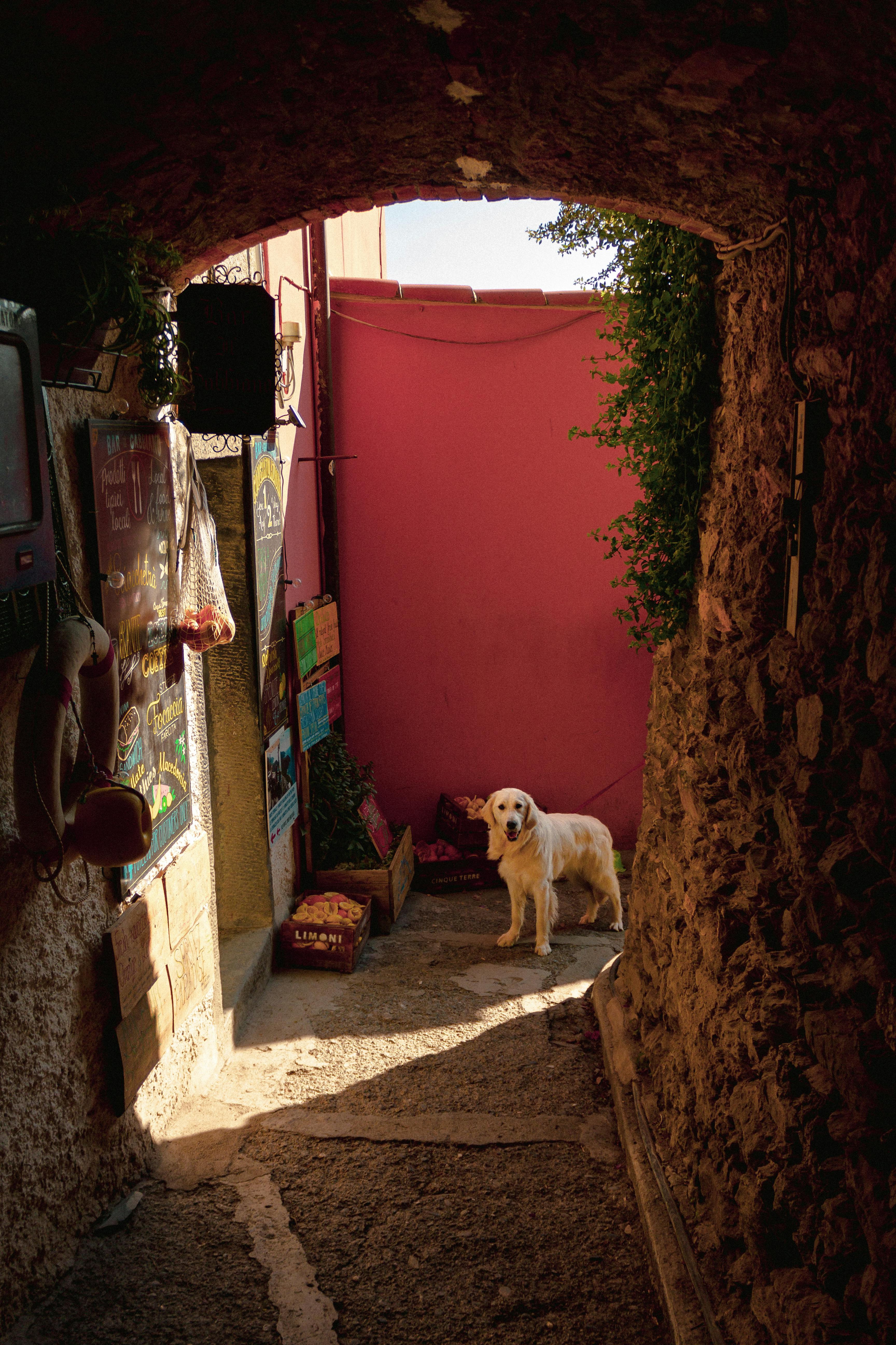 Dog in Alley in Town · Free Stock Photo