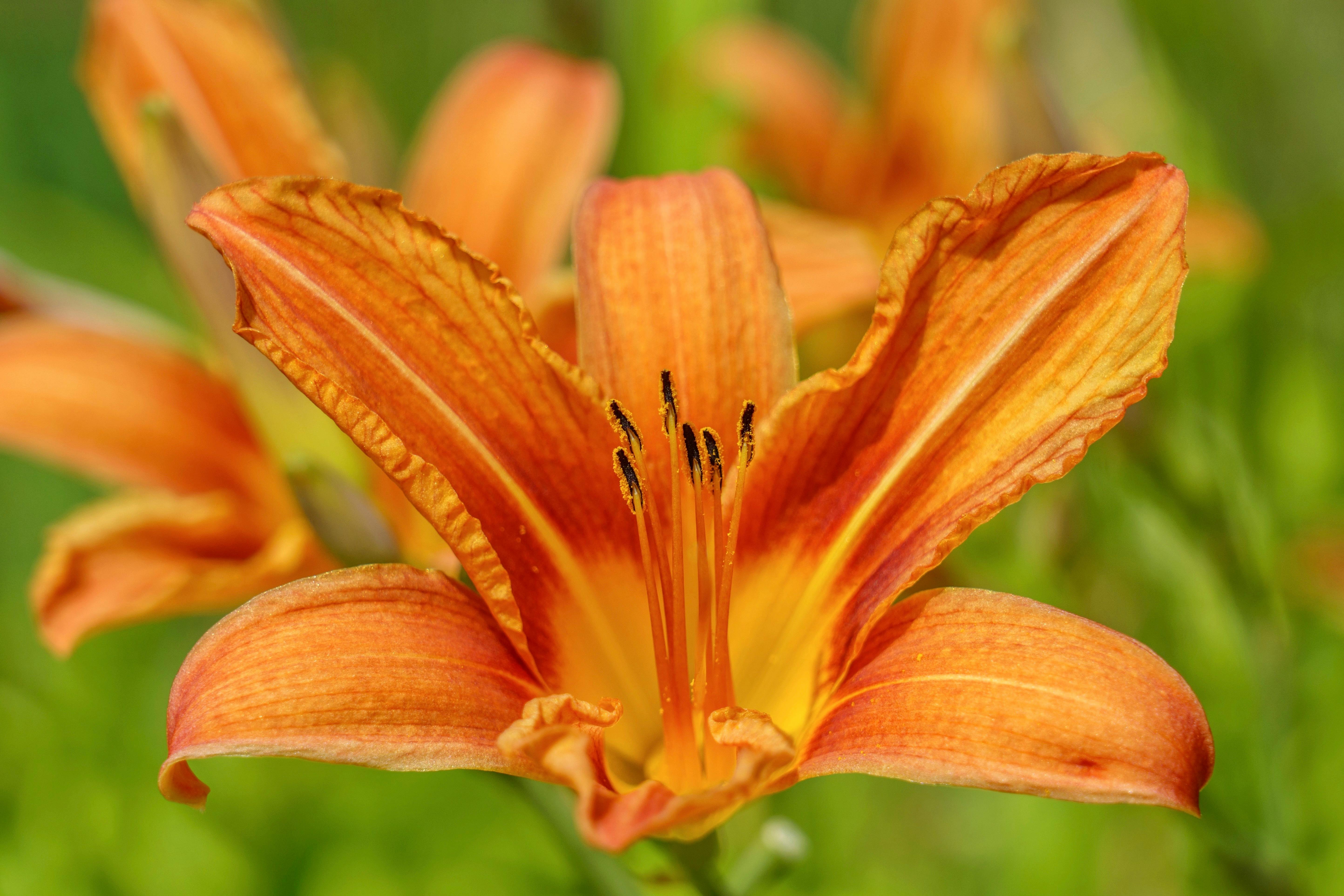 Close up of Fire Lily Flower · Free Stock Photo