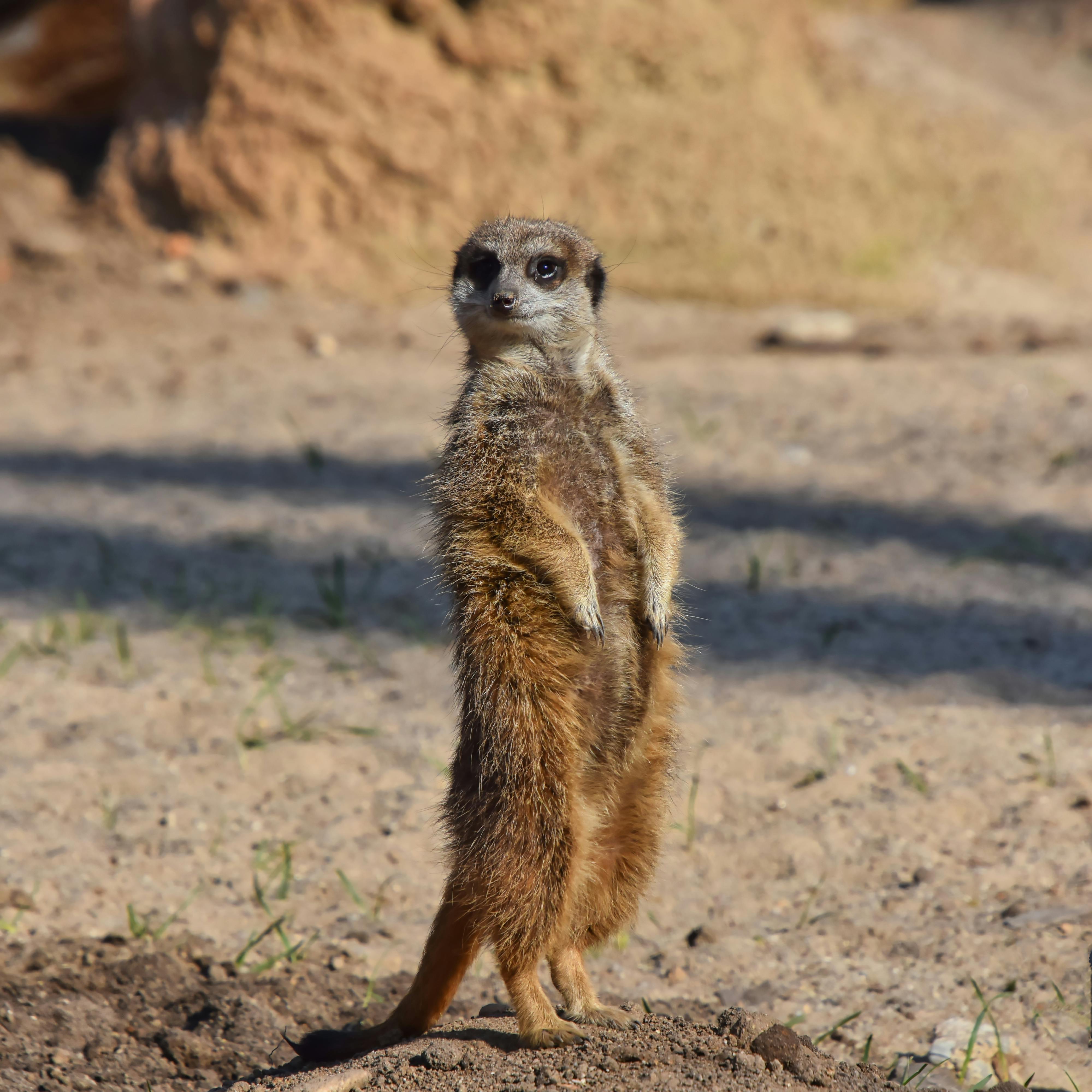 Desert Meerkat