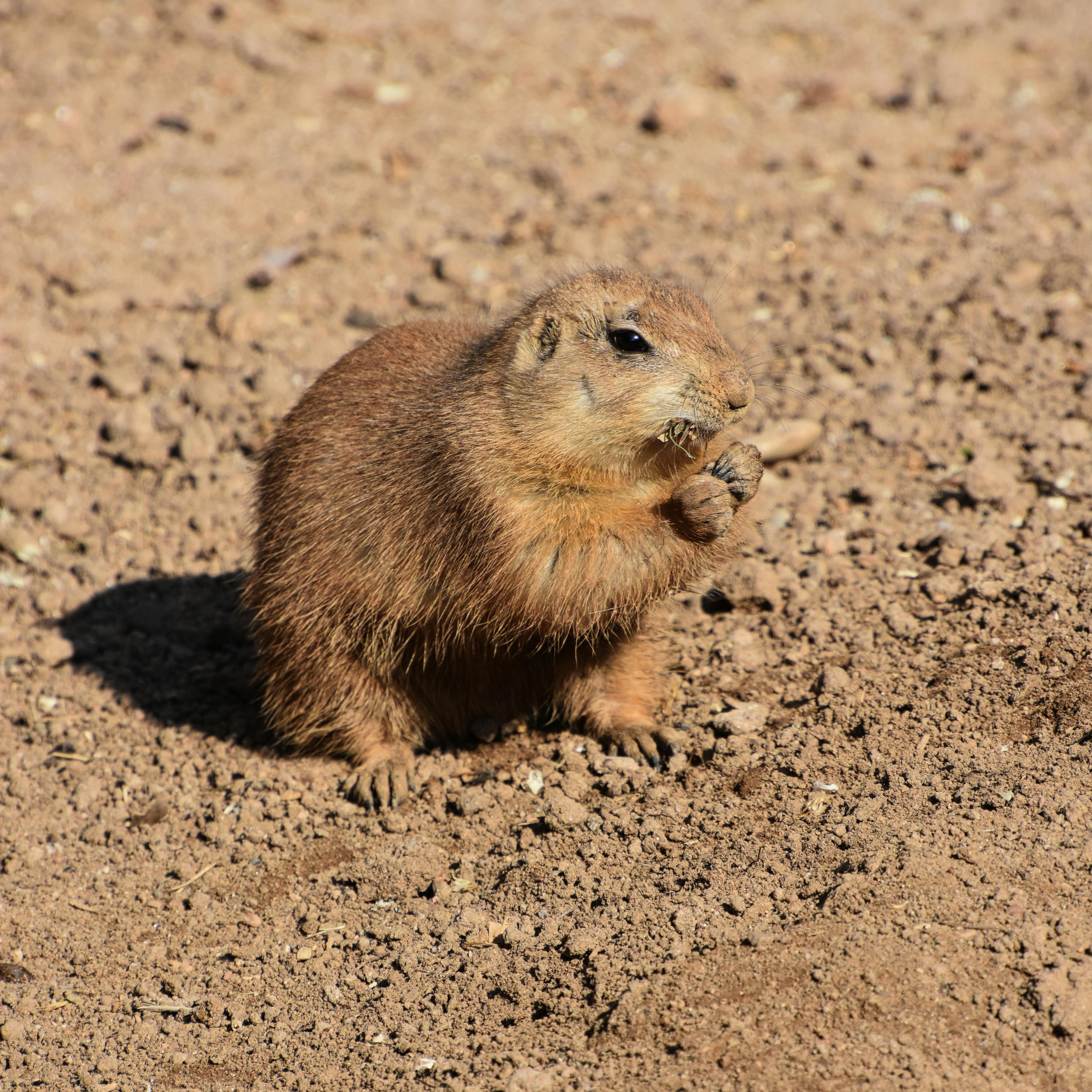 A White Rodent on the Ground · Free Stock Photo