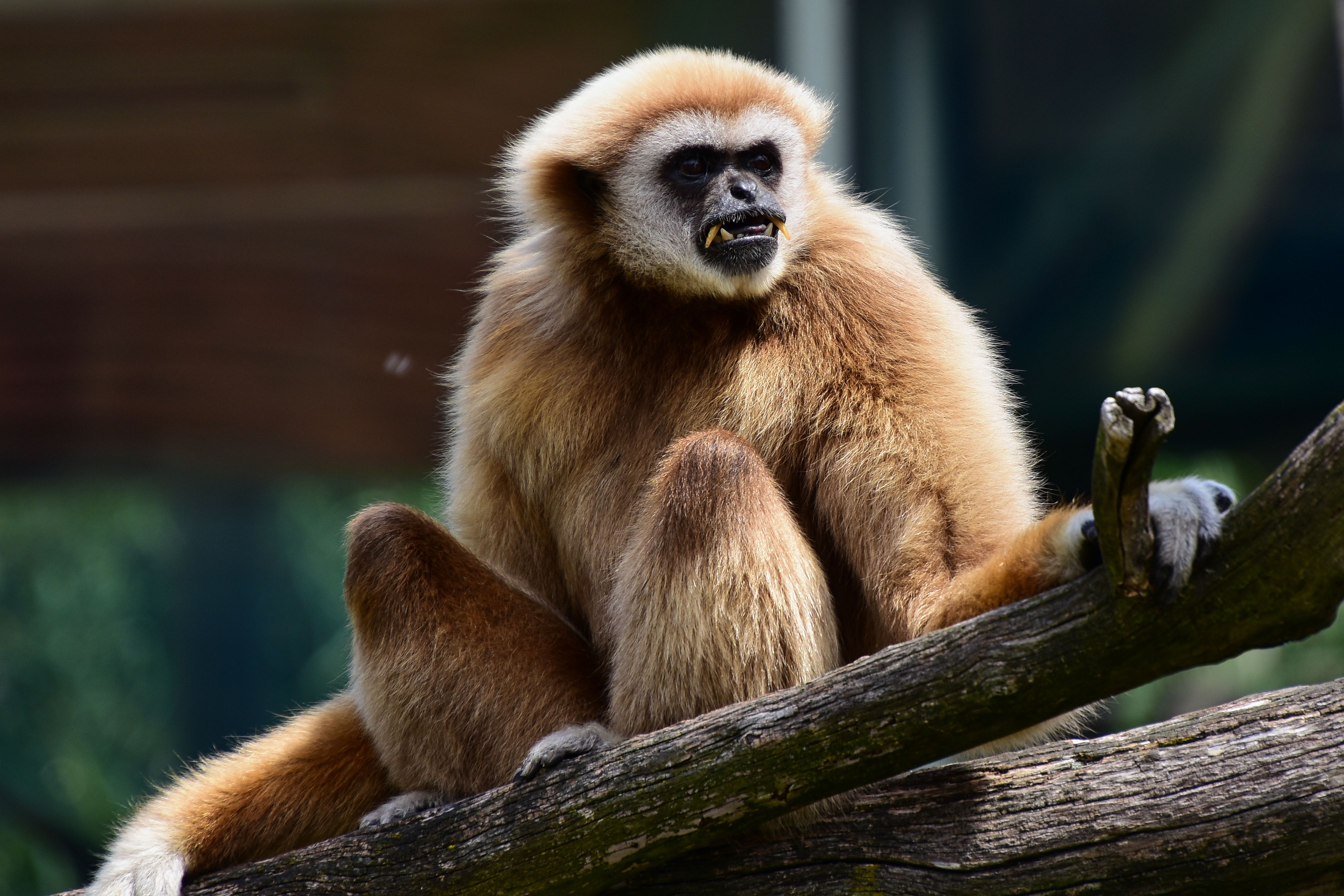 Close up of Sitting Monkey · Free Stock Photo