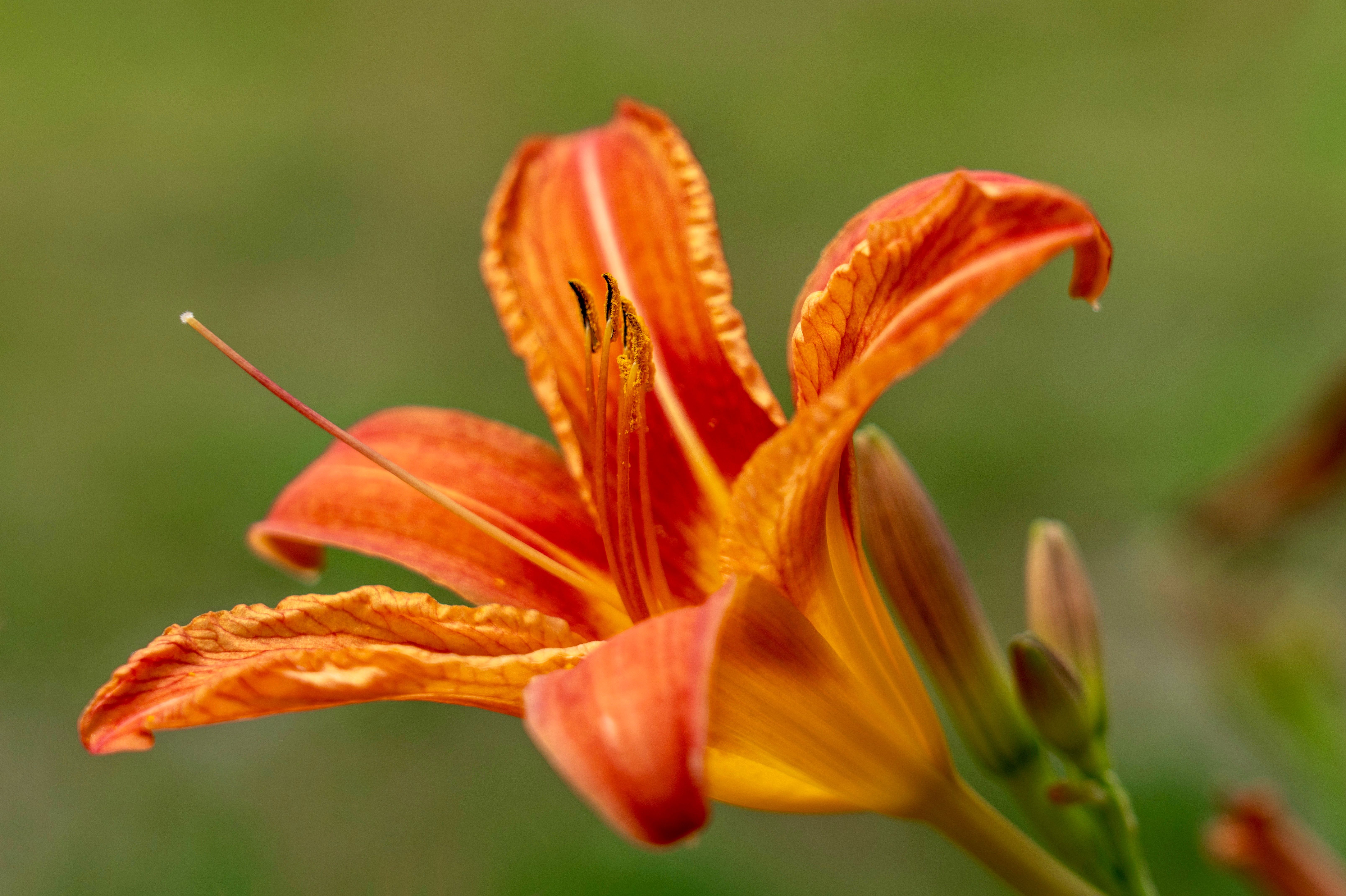 Red Spider Lily 8k Wallpaper Photos, Download The BEST Free Red Spider ...