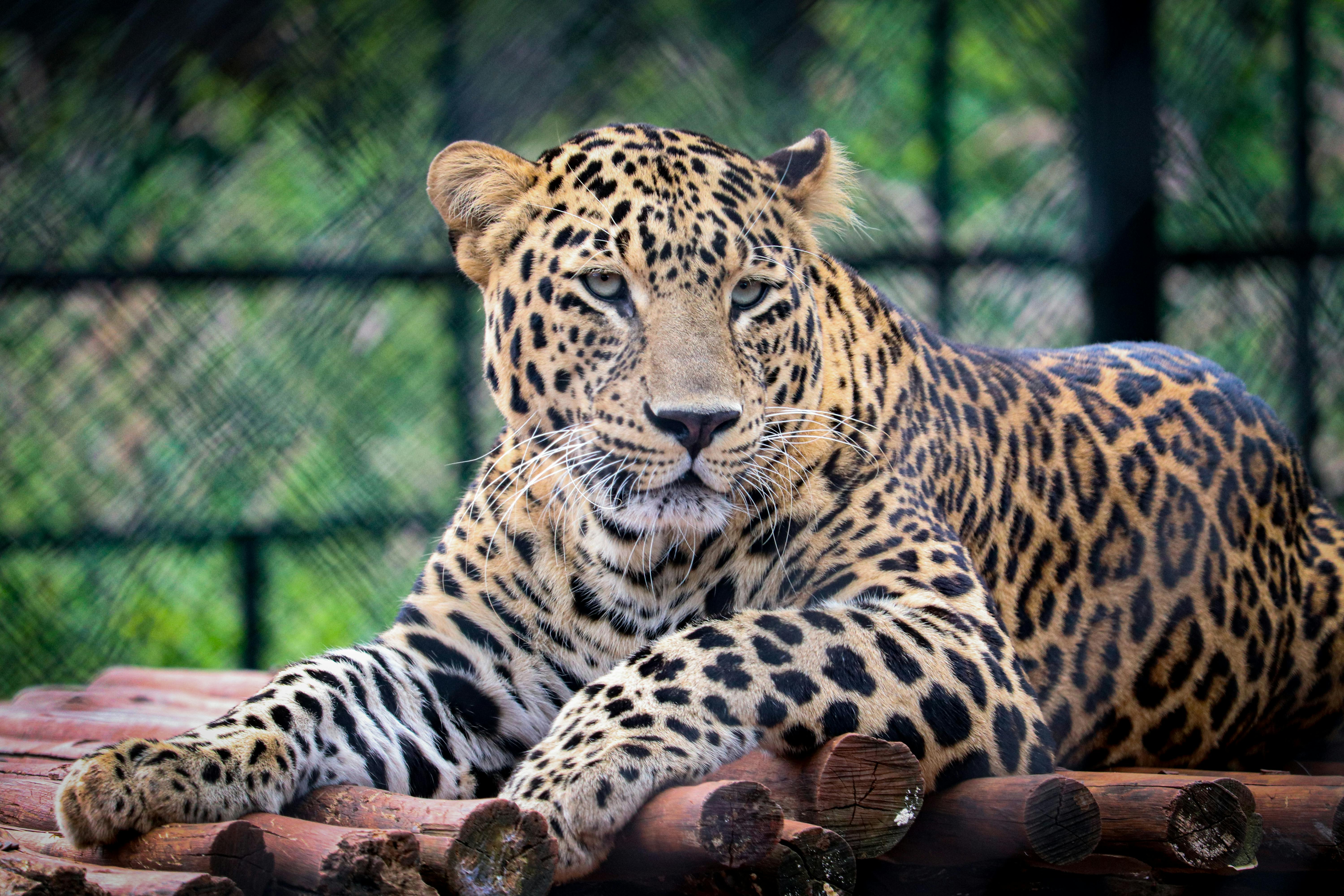 4k Wallpaper Leopard Photos, Download The BEST Free 4k Wallpaper ...