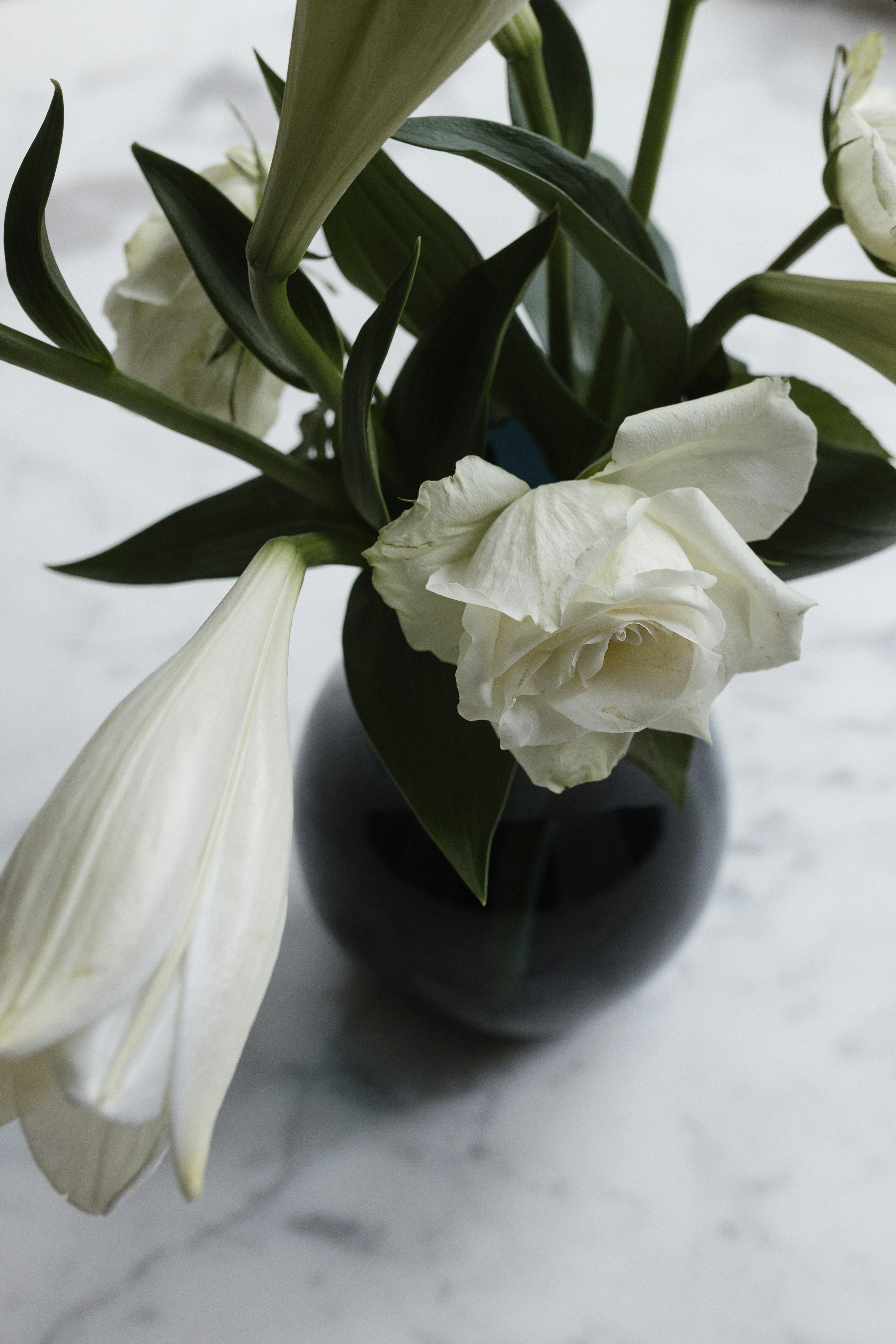 White Rose in Vase · Free Stock Photo
