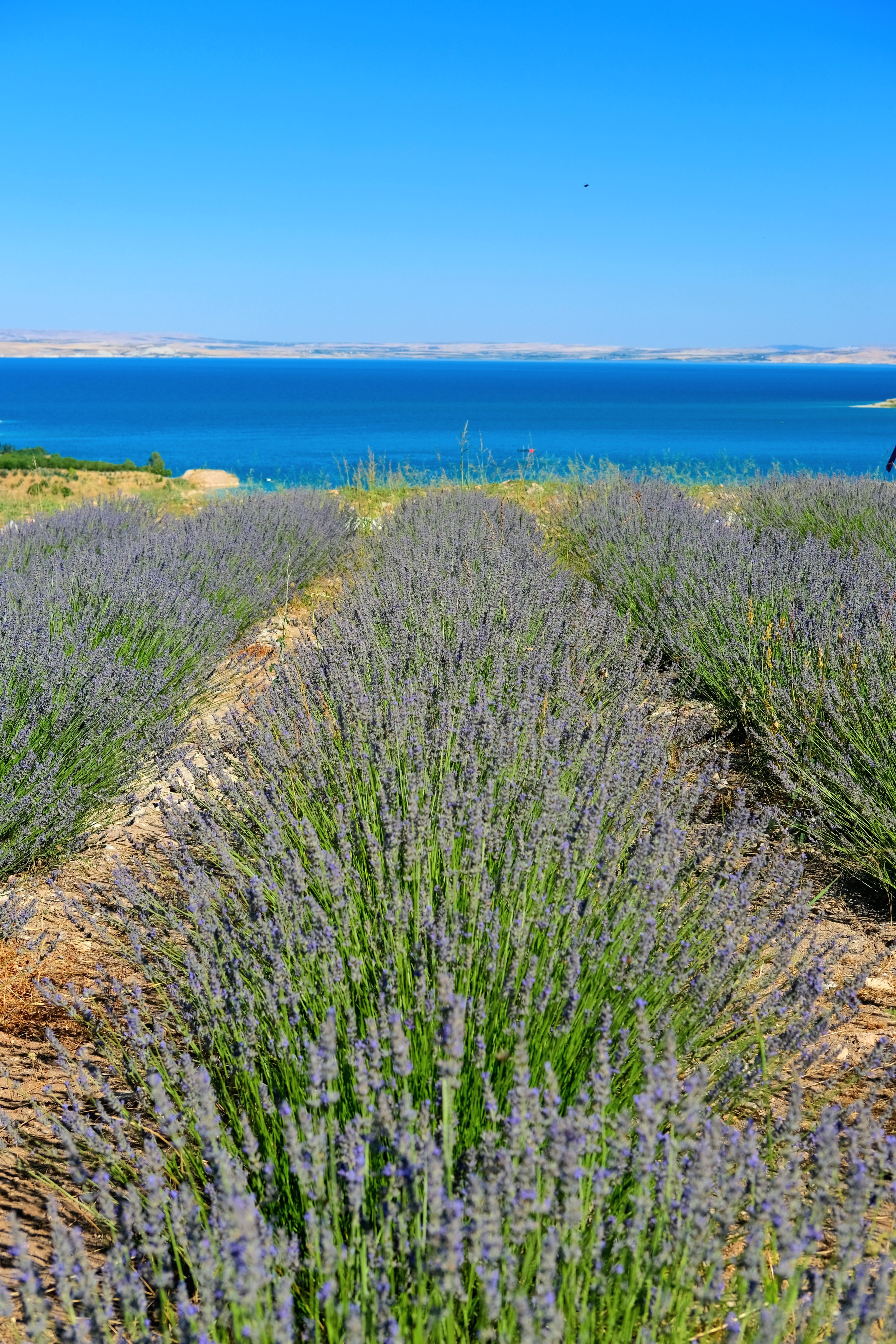 Lavender Blooming in Seaside · Free Stock Photo