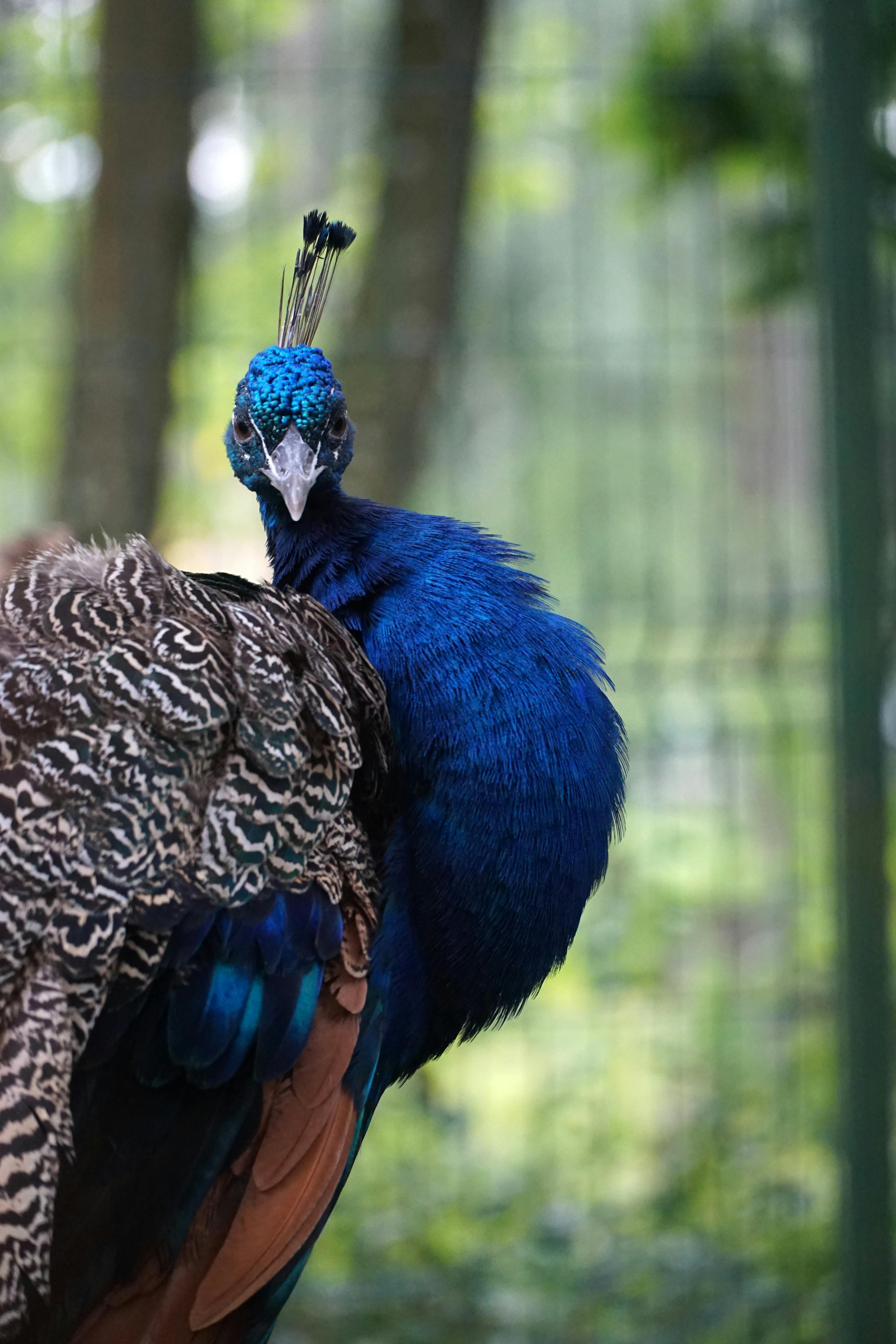 Bird Butterflies Photos, Download The BEST Free Bird Butterflies Stock ...