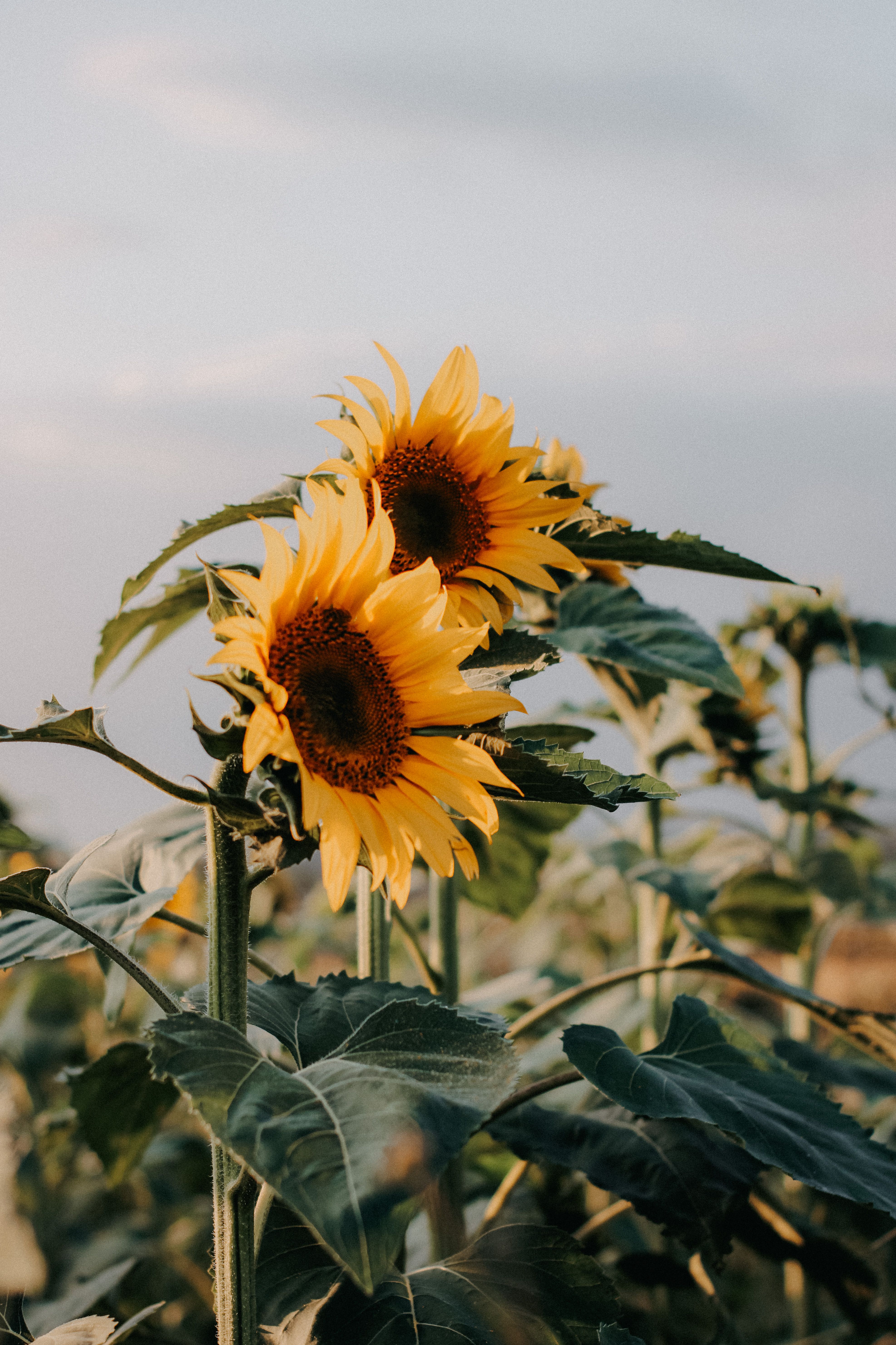 Vertical Shot of Two Sunflowers · Free Stock Photo