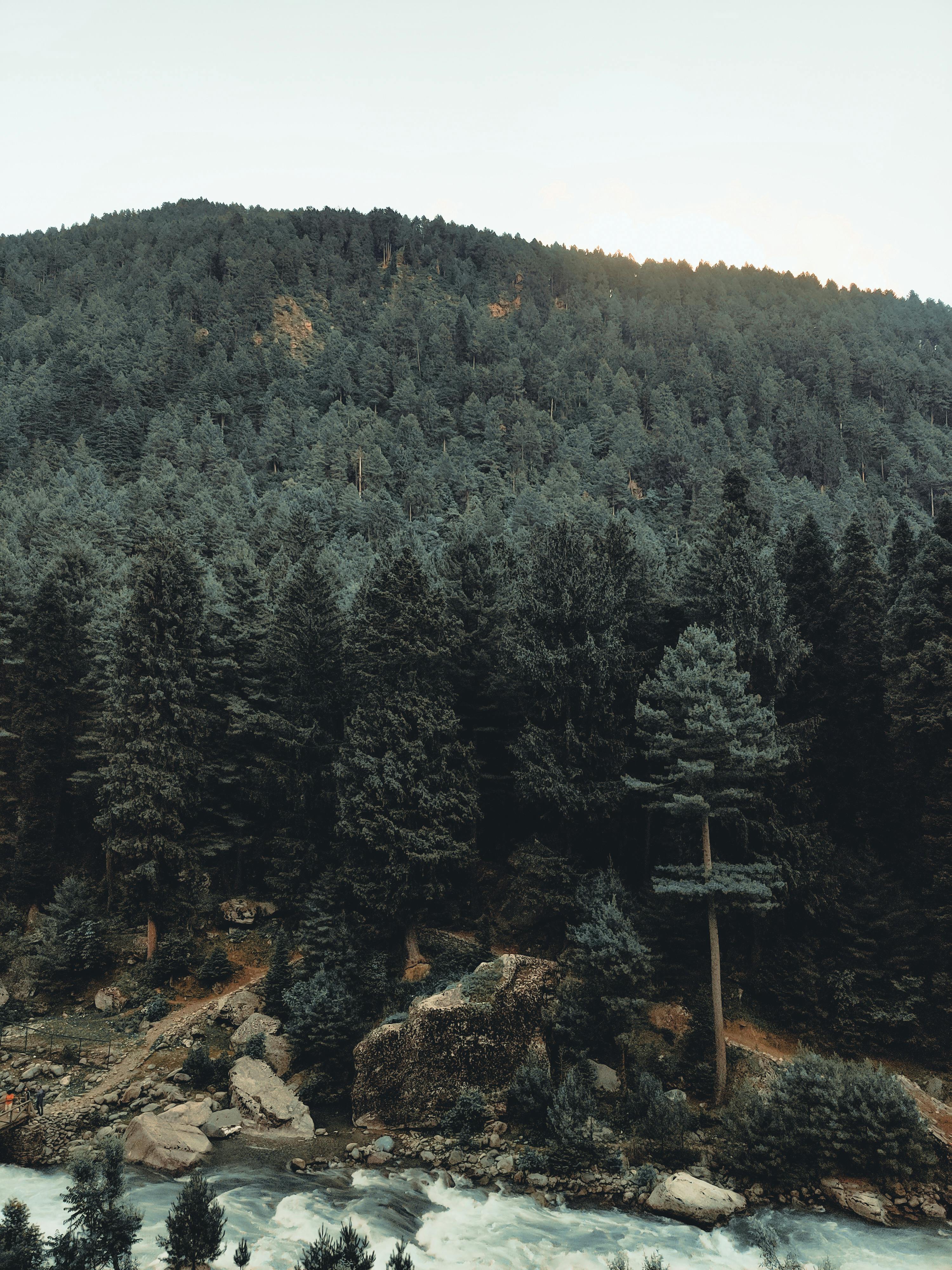 Deep, Evergreen Forest · Free Stock Photo