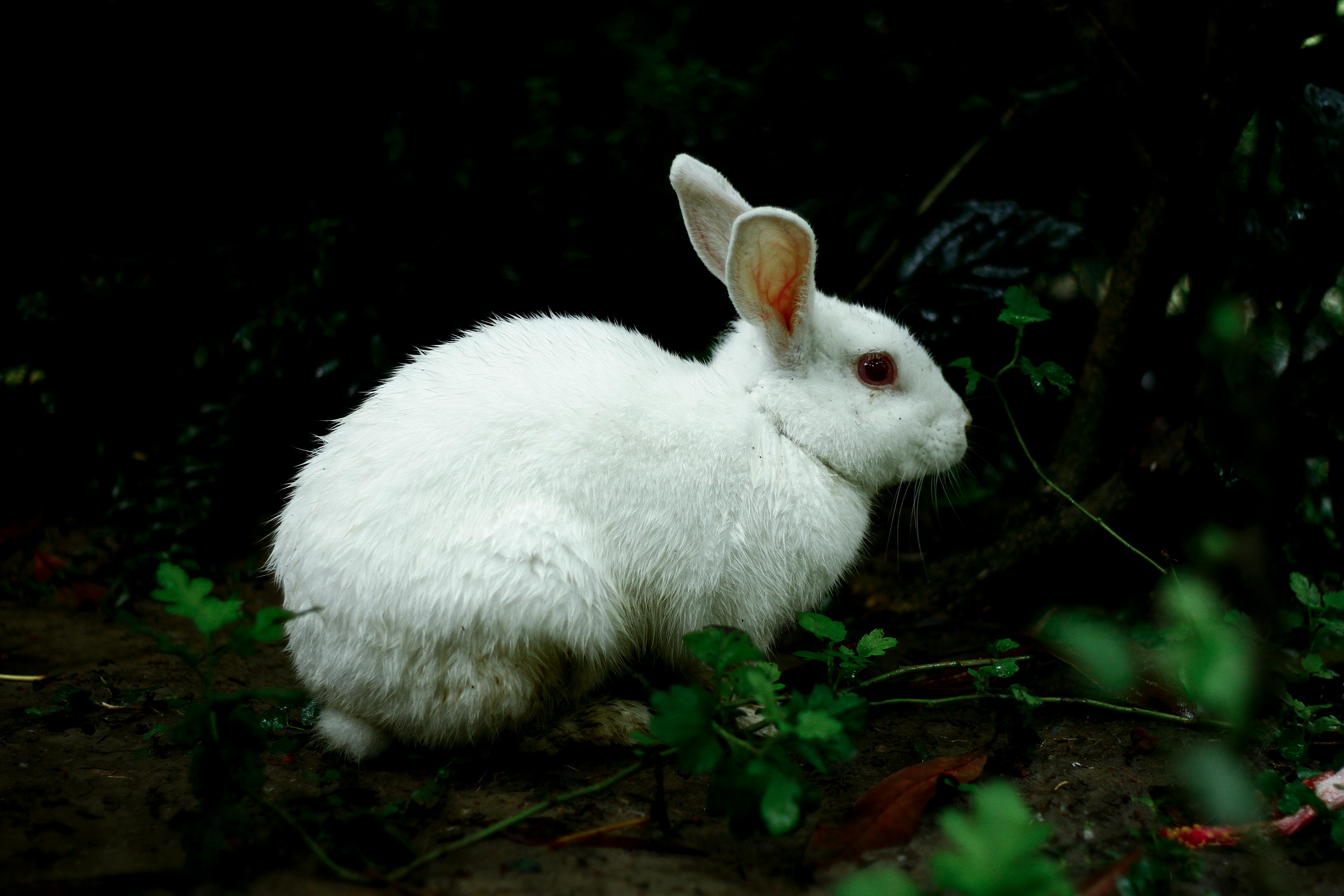 White Rabbit on Ground · Free Stock Photo