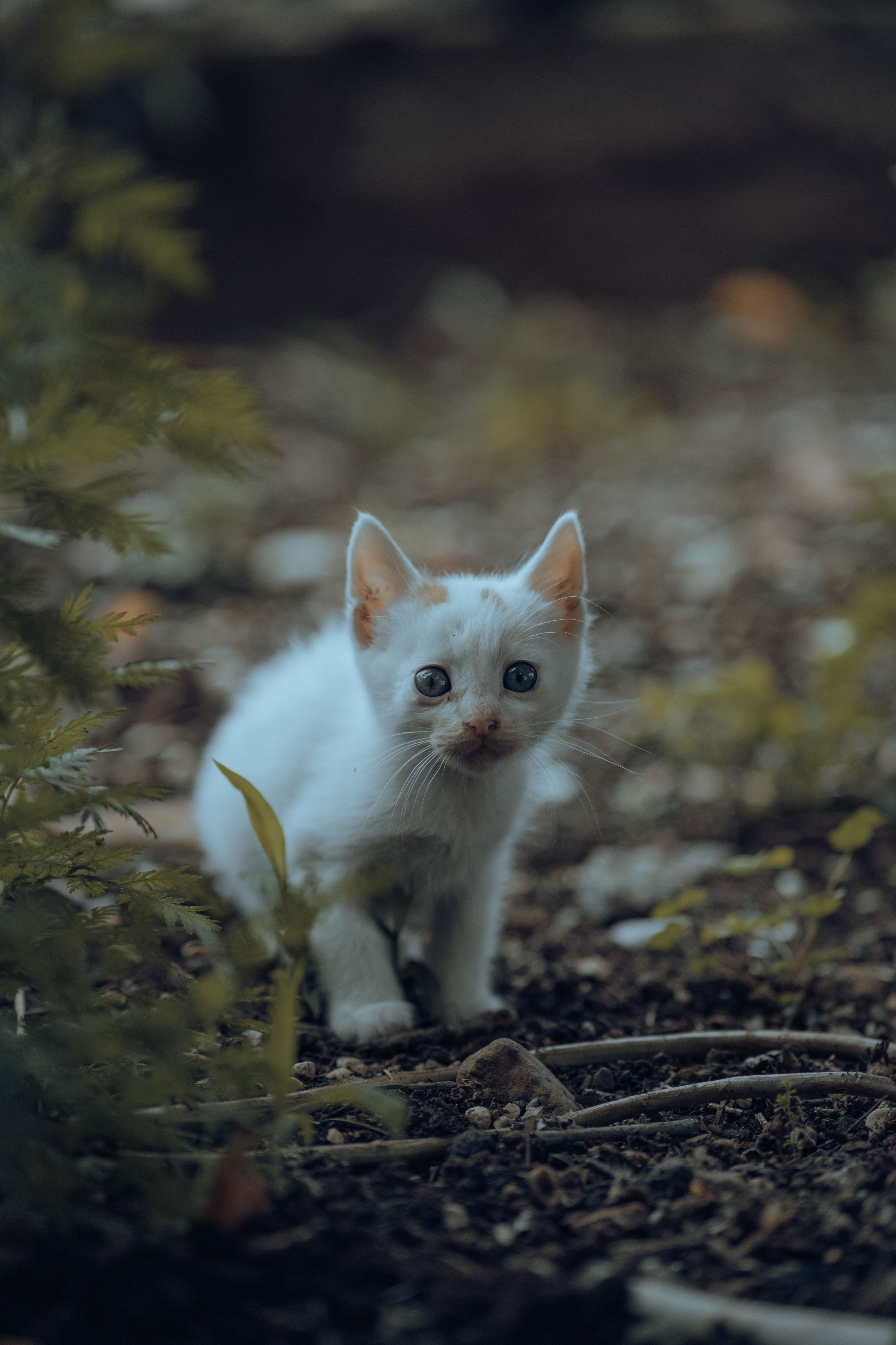 Scared Little Kitten · Free Stock Photo