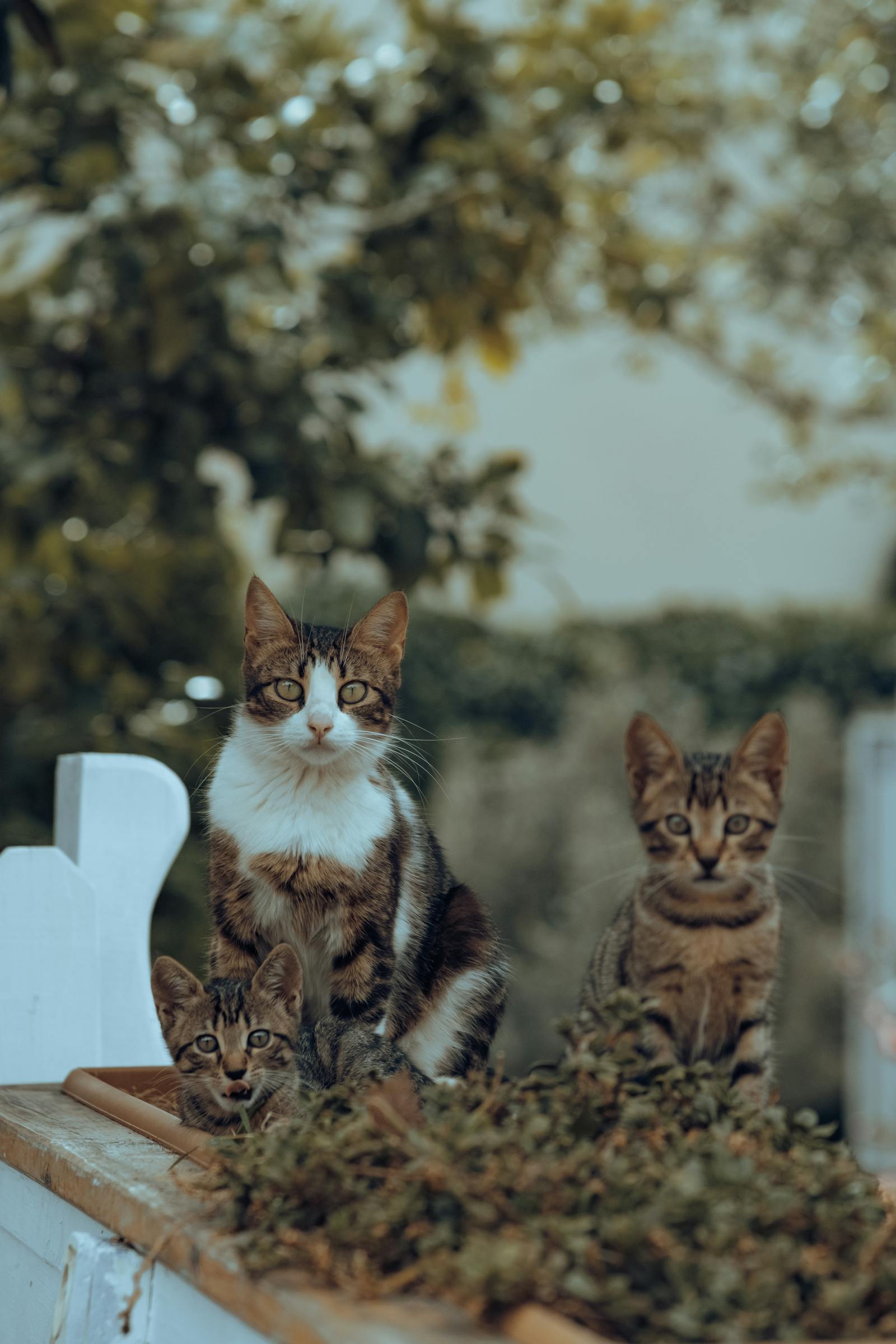 Cats And Phones Photos, Download The BEST Free Cats And Phones Stock ...