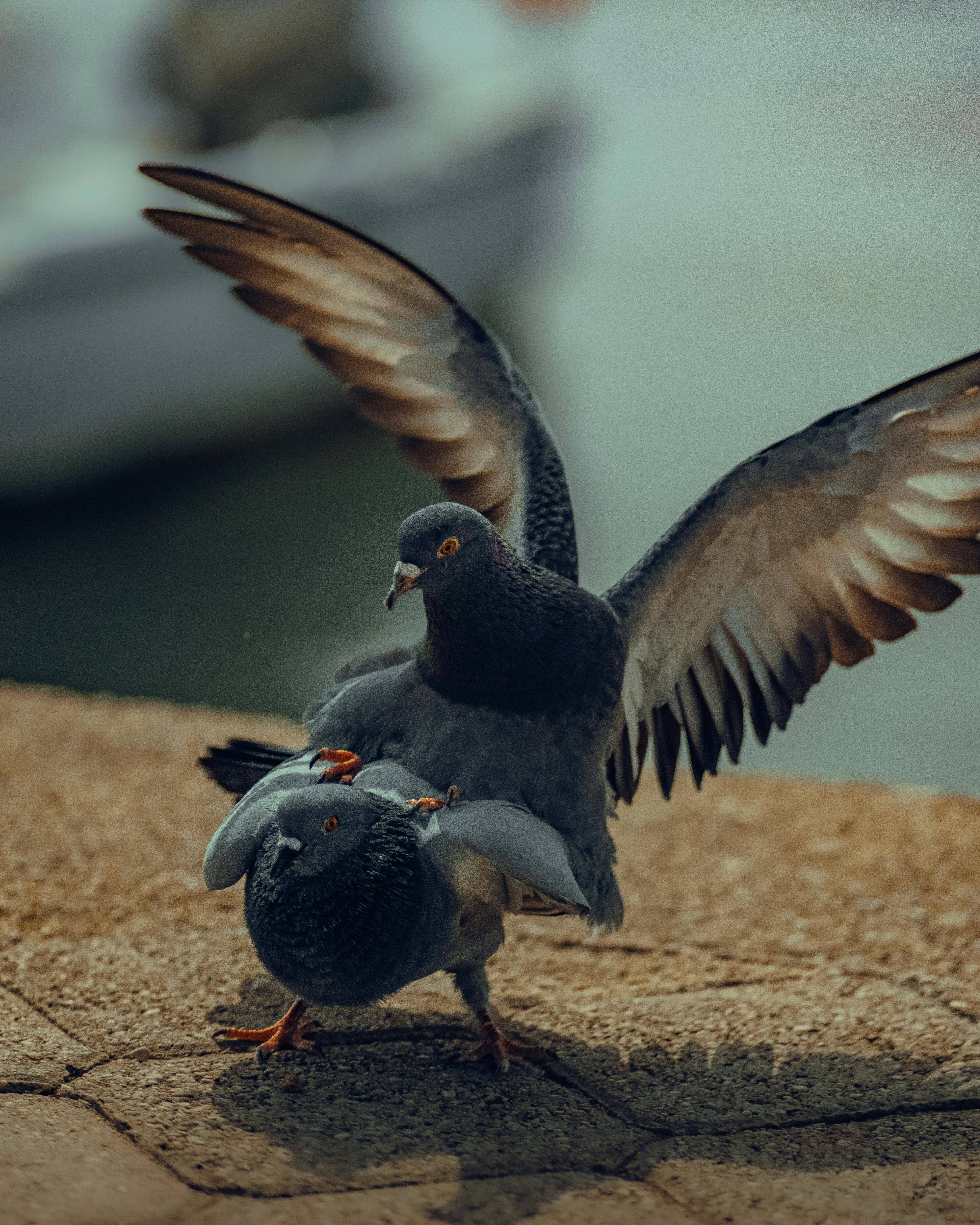 Two Pigeons on the Cobblestone · Free Stock Photo