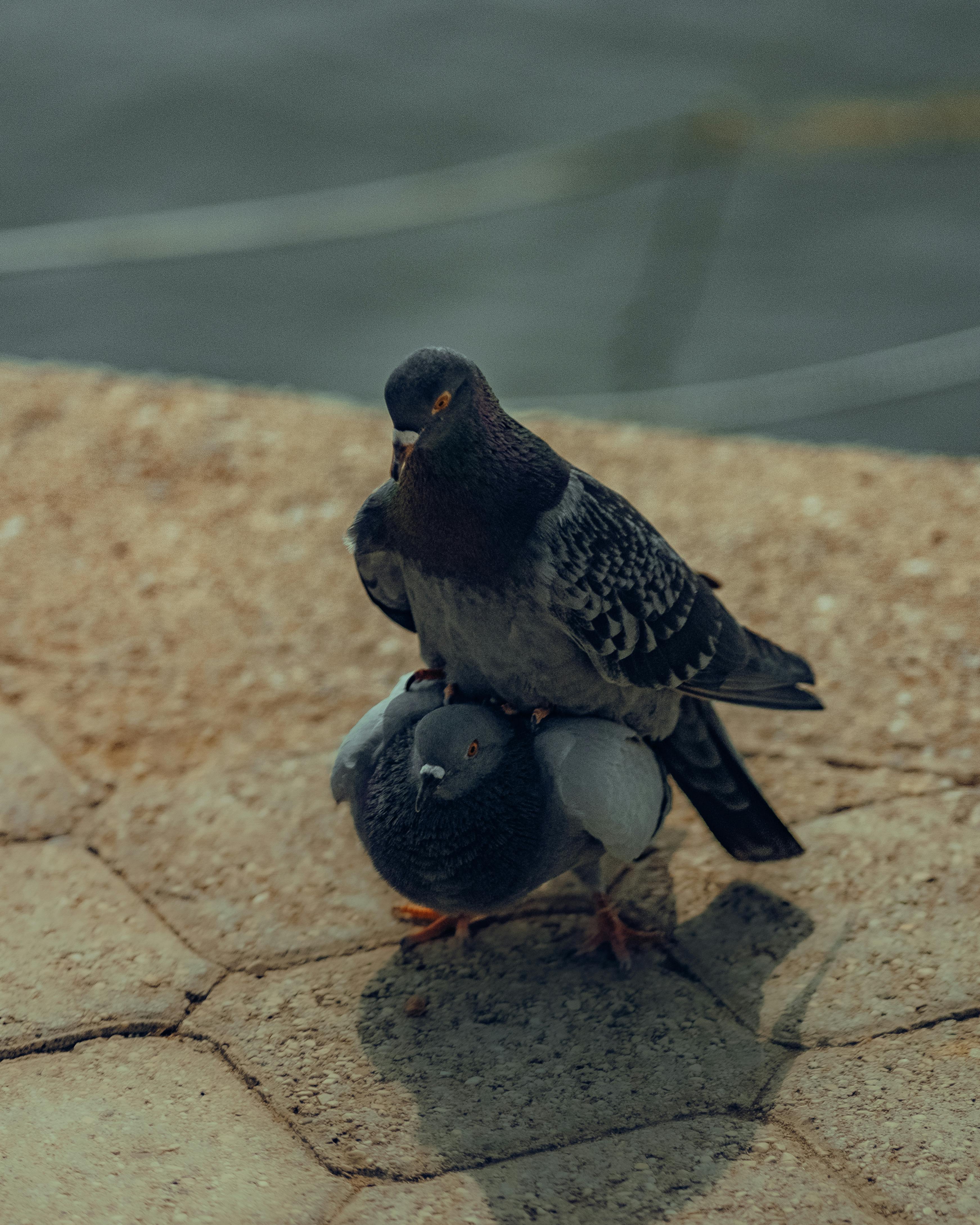 Pigeon Standing on Pigeon · Free Stock Photo