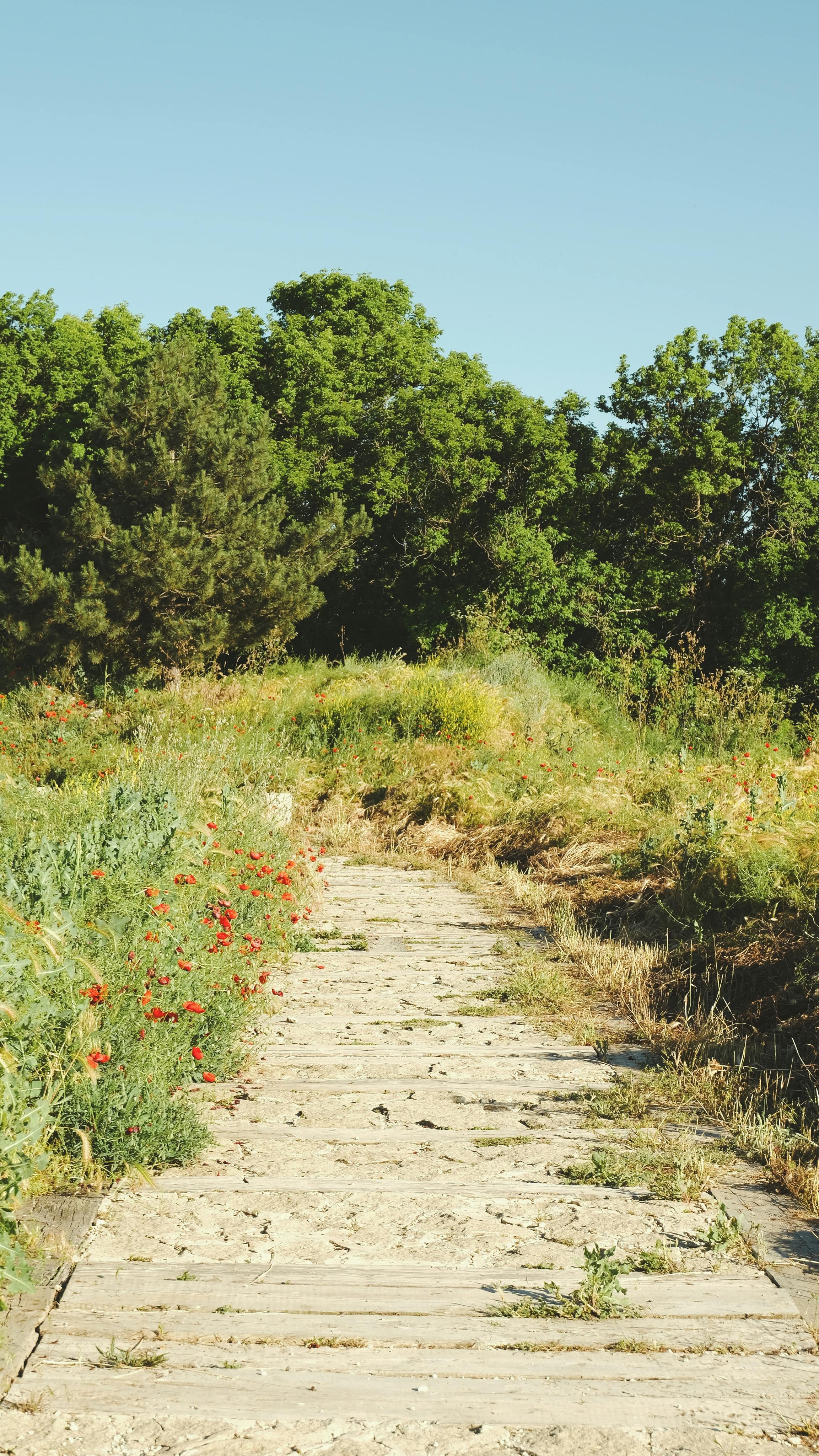 Footpath Flowers Photos, Download The BEST Free Footpath Flowers Stock ...