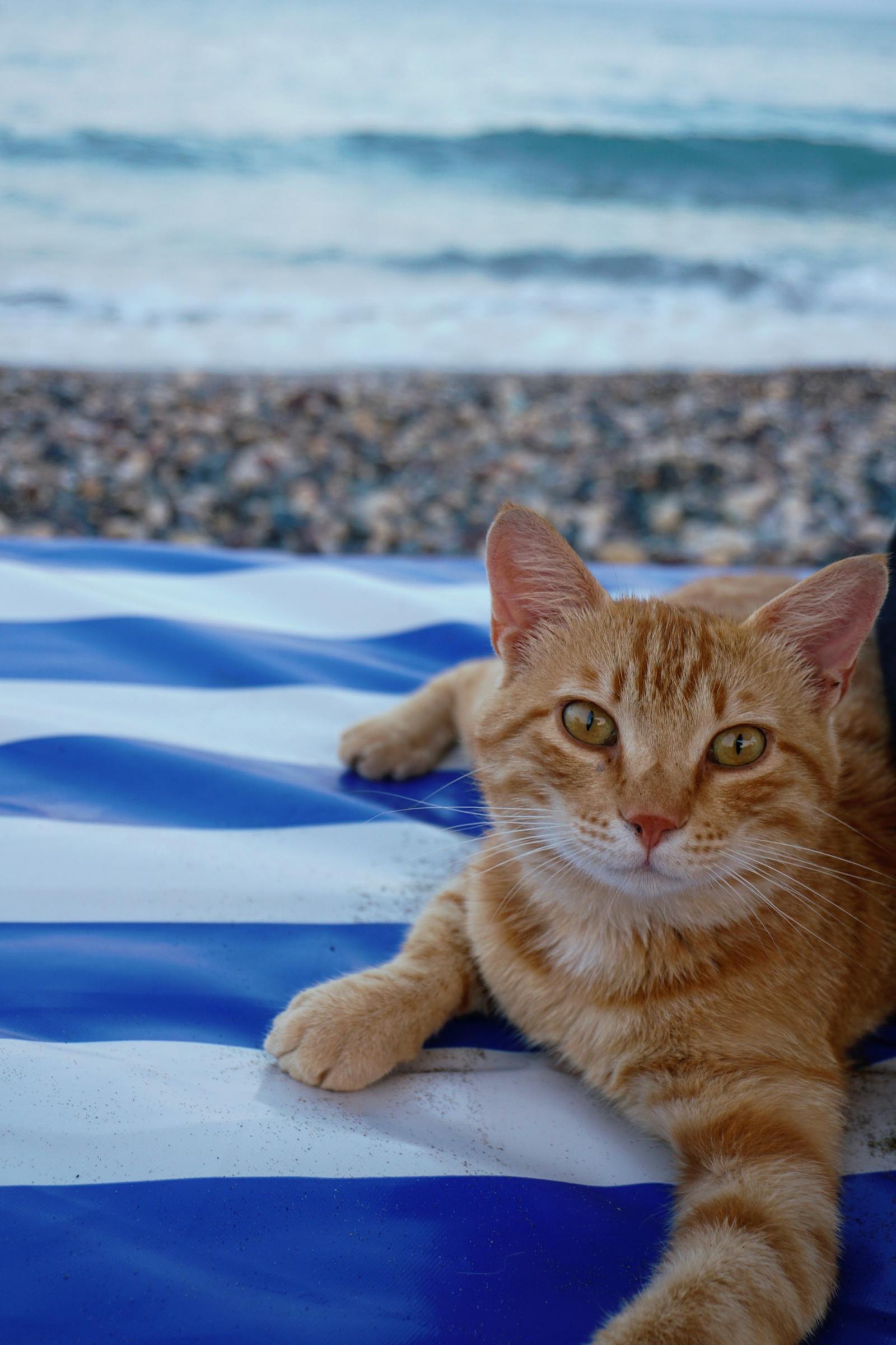 Cat Co Beach Photos, Download The BEST Free Cat Co Beach Stock Photos ...