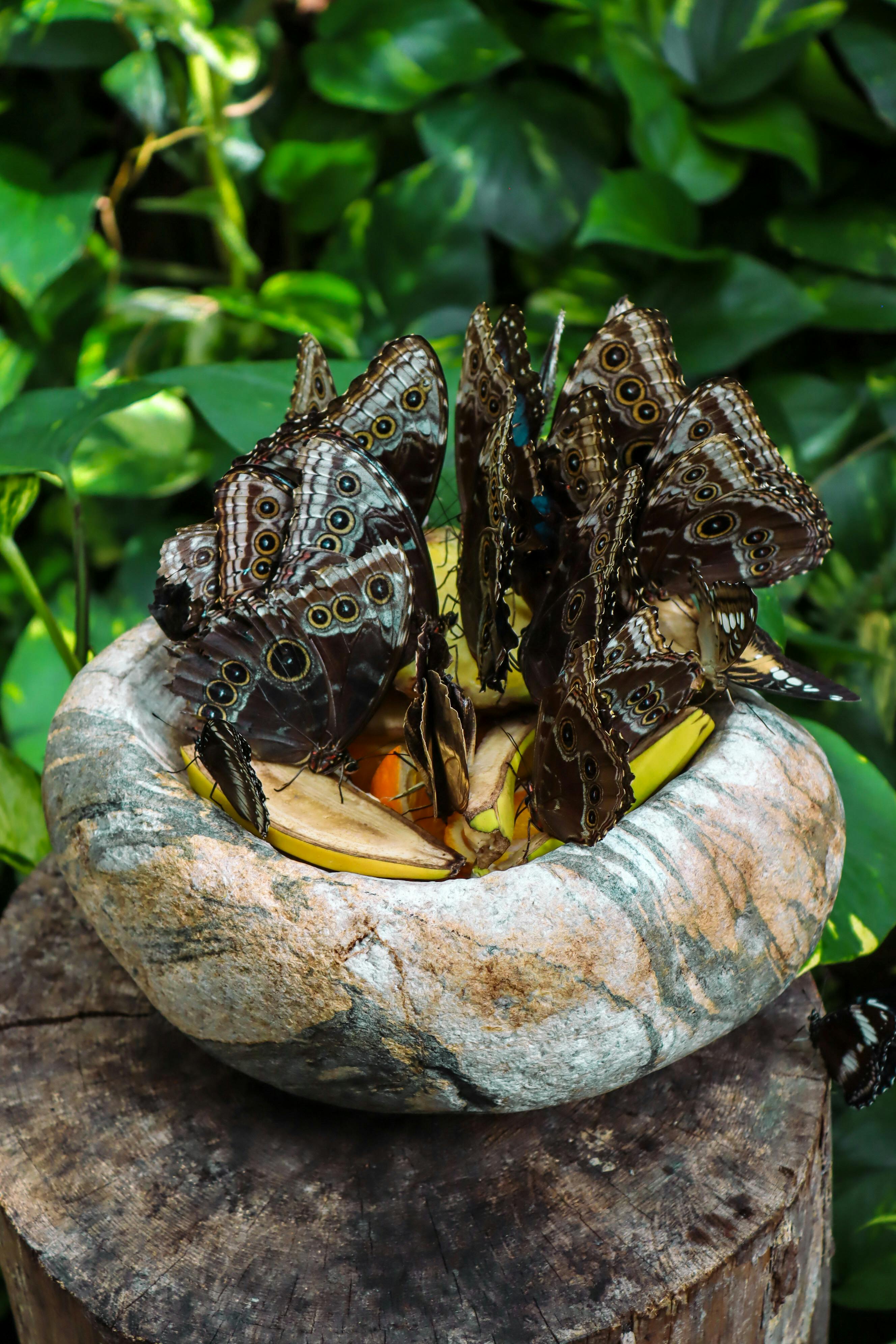 Large Blue Morpho Butterfly on Tree Stump · Free Stock Photo