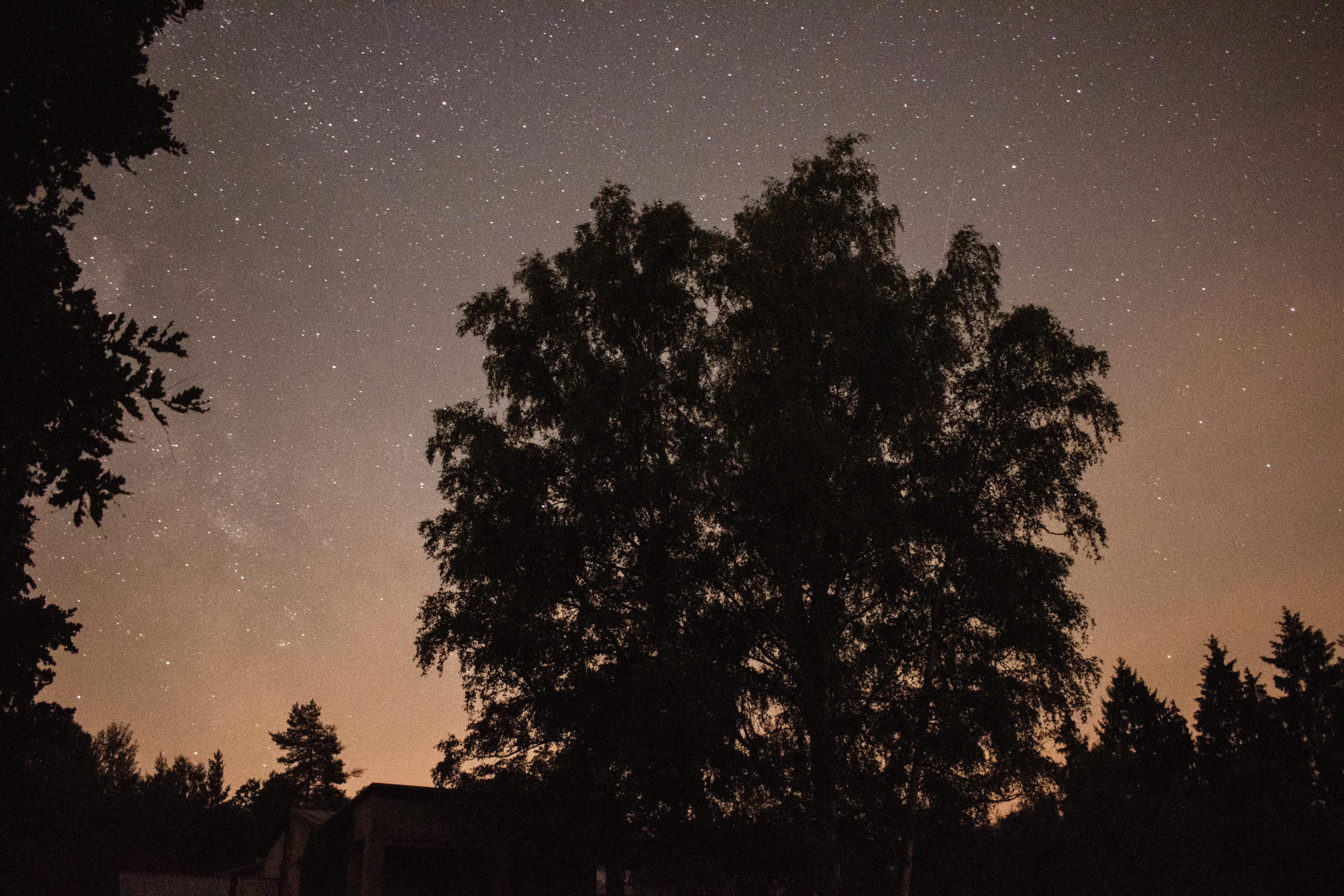 Silhouette of Trees Under Black Skies With Stars during Night Time ...